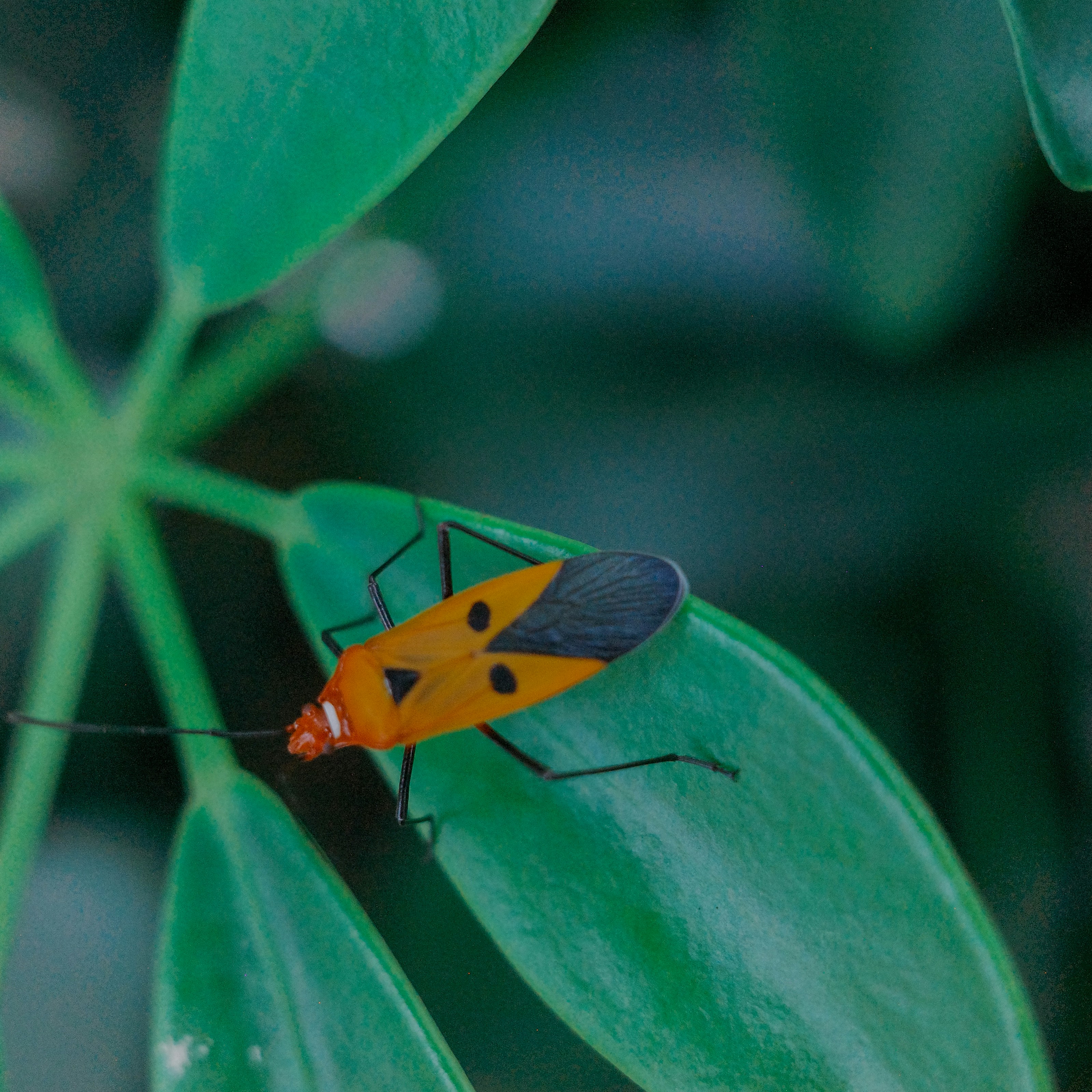 Bright Orange Shieldbug on a Green Leaf