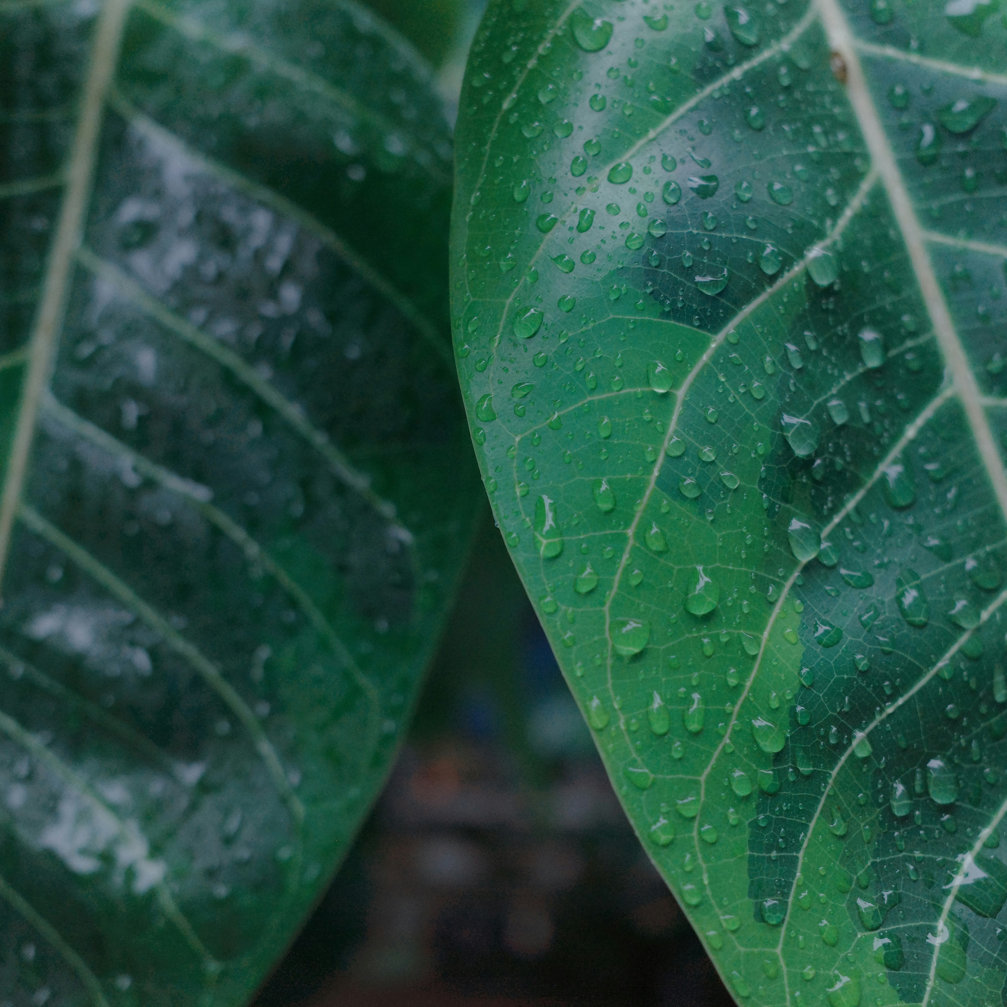 Dew-kissed Leaf Veins in Quiet Morning Light