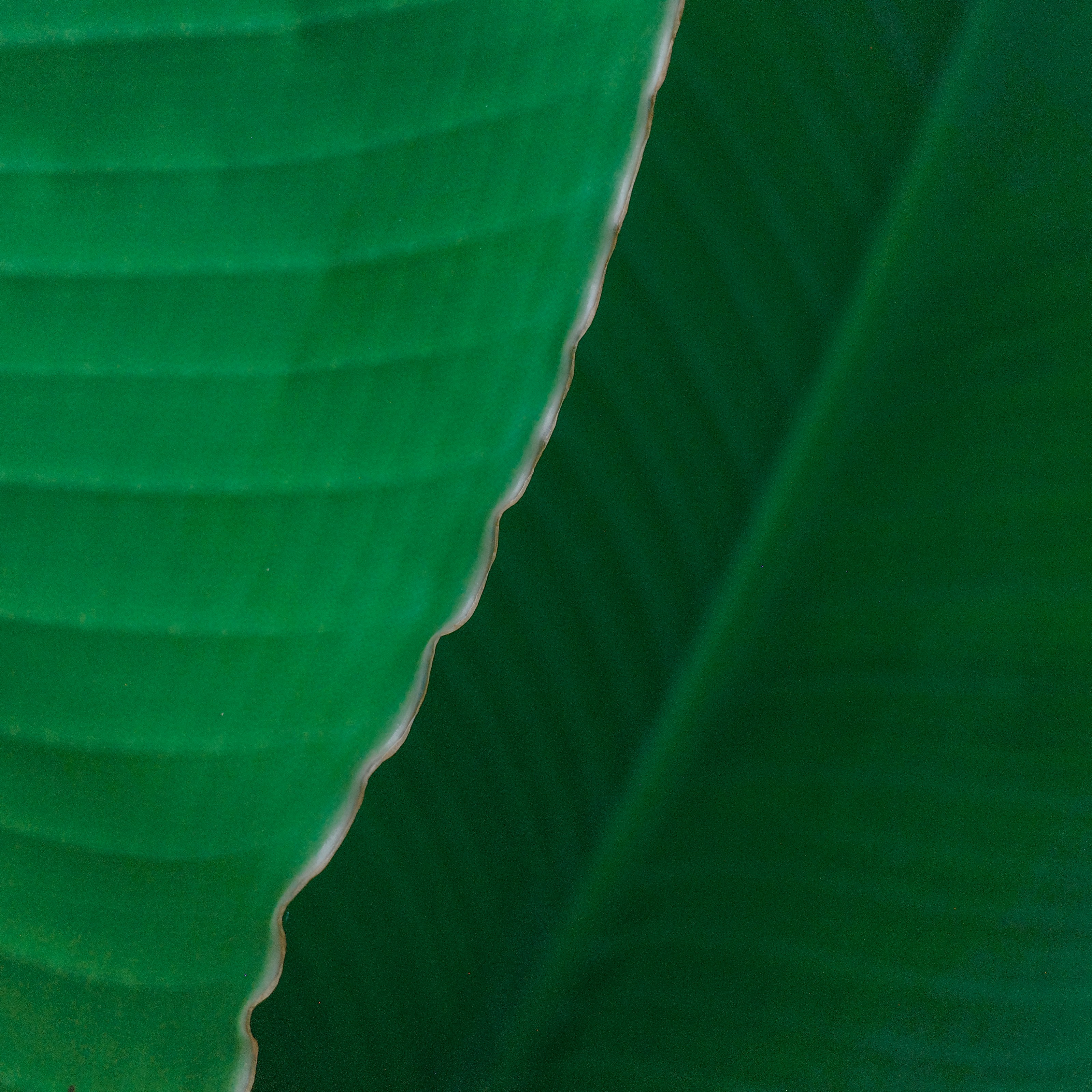 Green Veil: A Close-Up of Tropical Leaf Texture