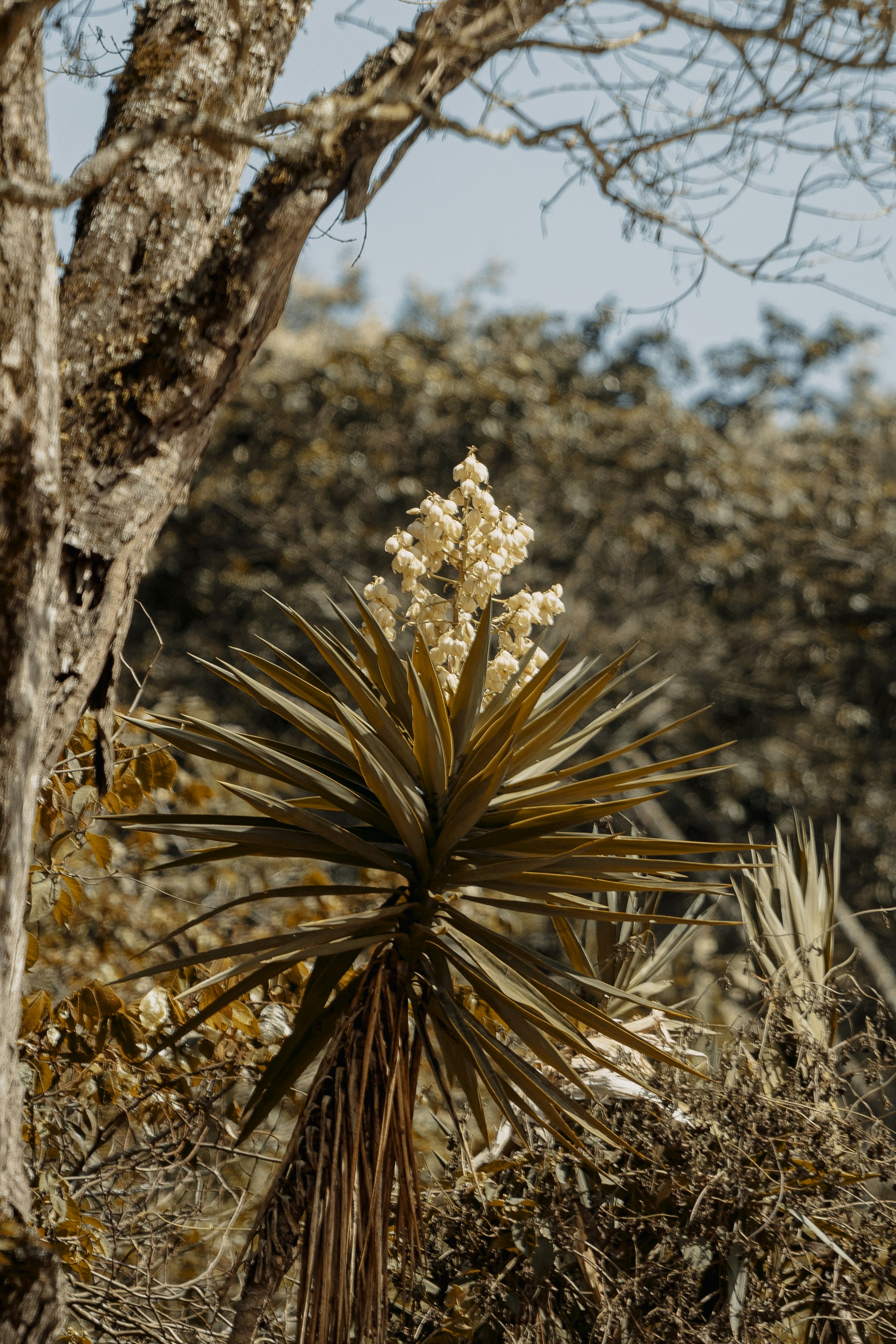 Desert Yucca in Quiet Light