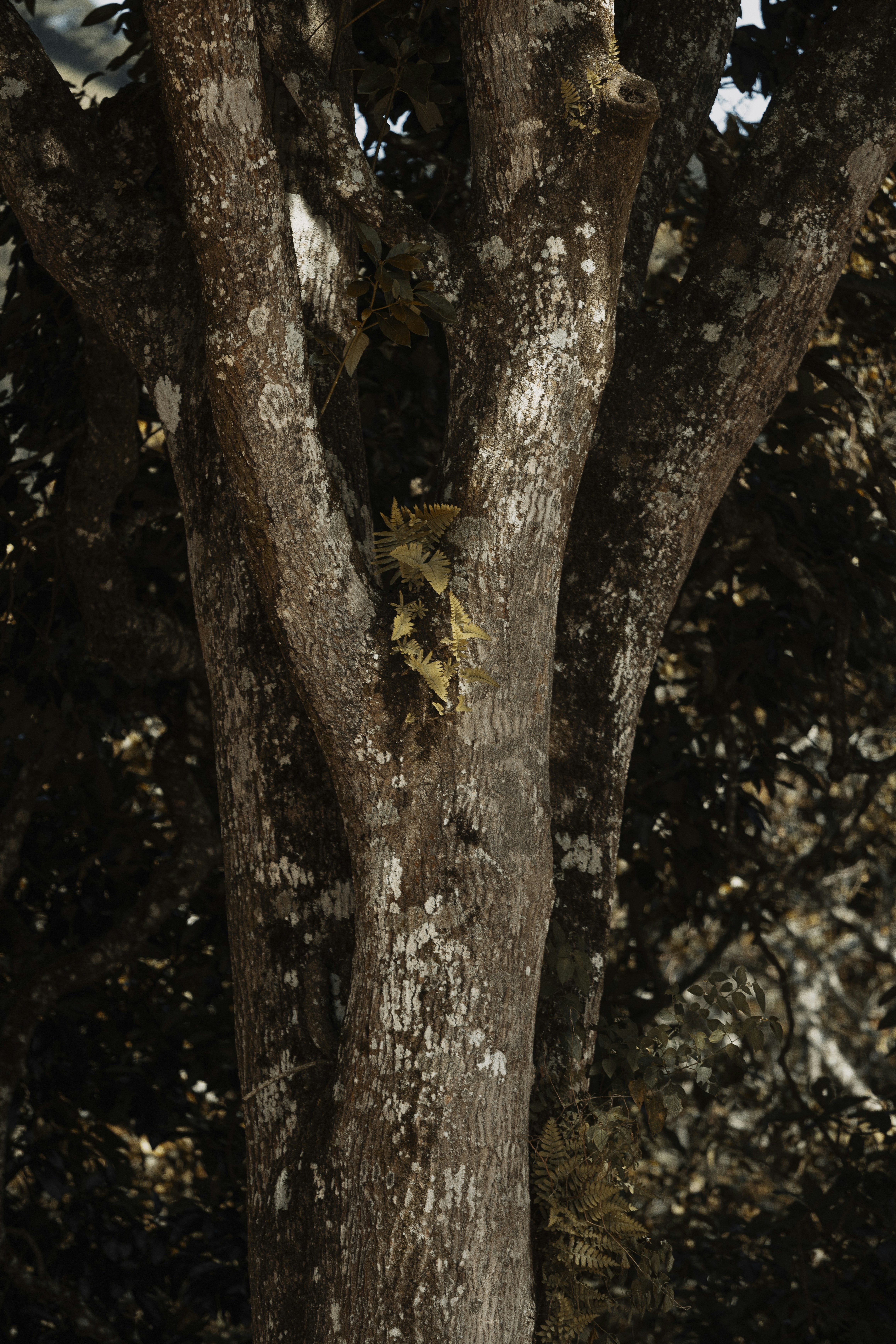 Trunk Choir: a Close-Knit Tree Ensemble in Dappled Shadow