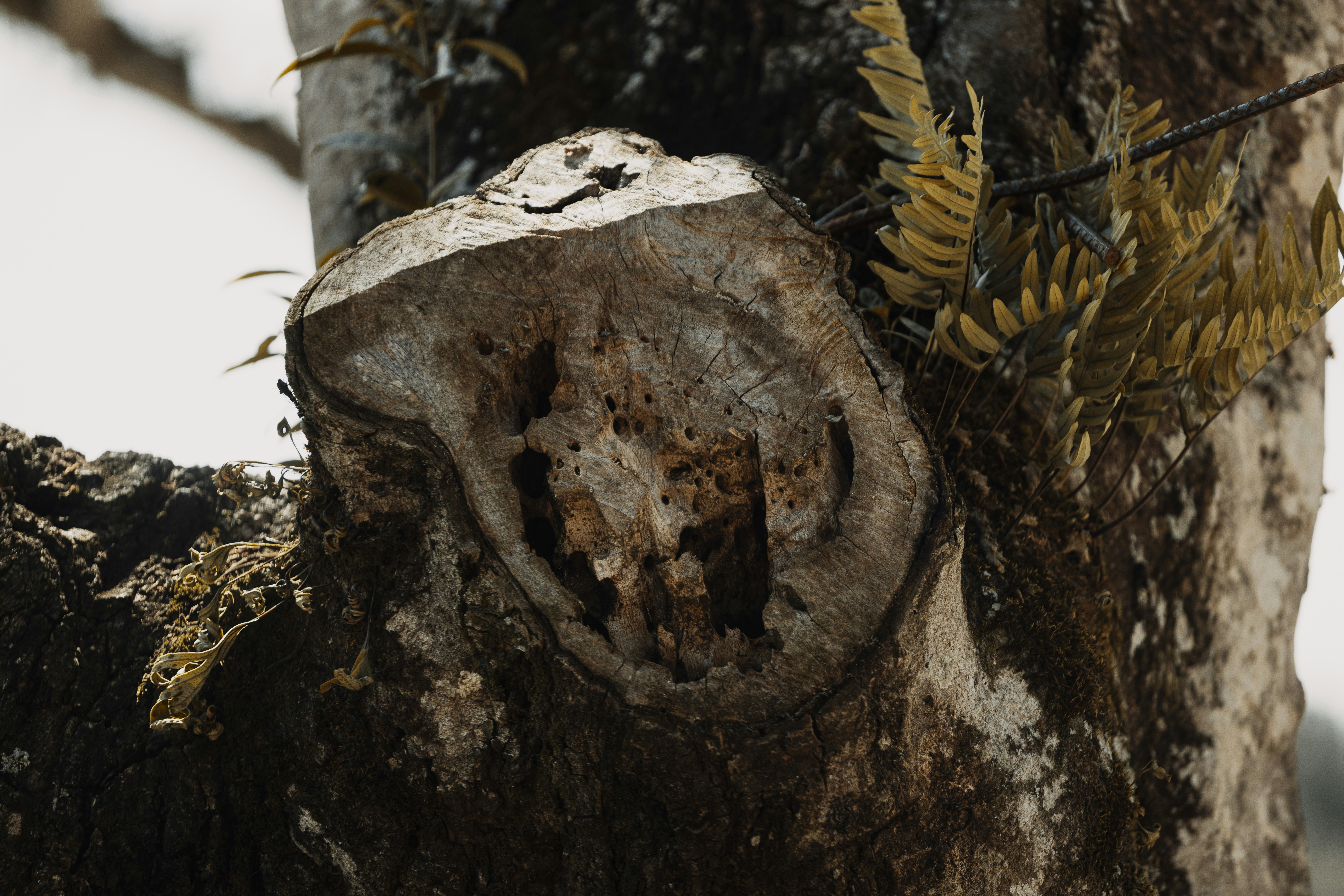 Weathered Hollow: A Tree Trunk's Quiet Story