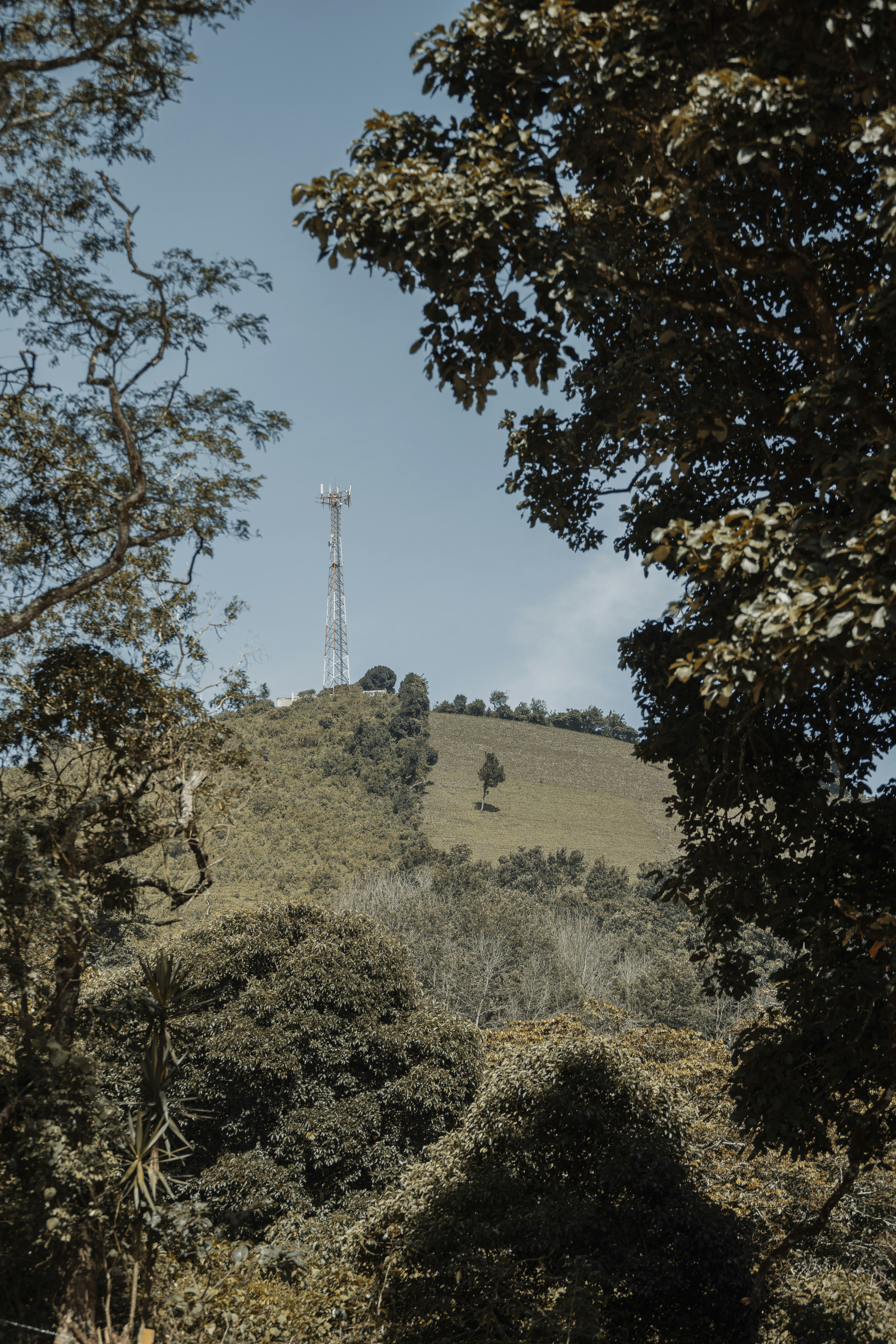 Hilltop Tower Emerges Through Framing Foliage