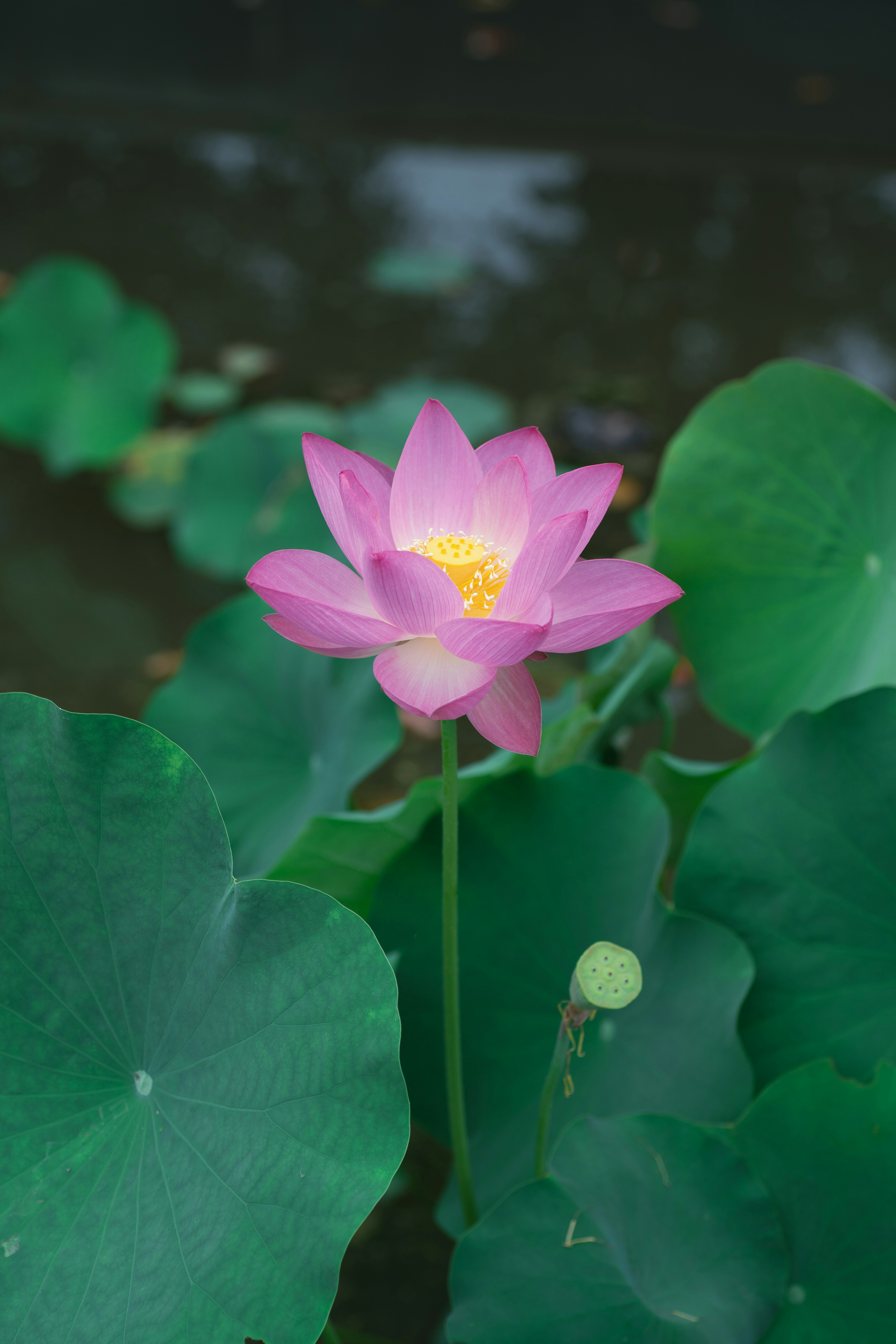 Pink lotus bloom rising above a tranquil pond