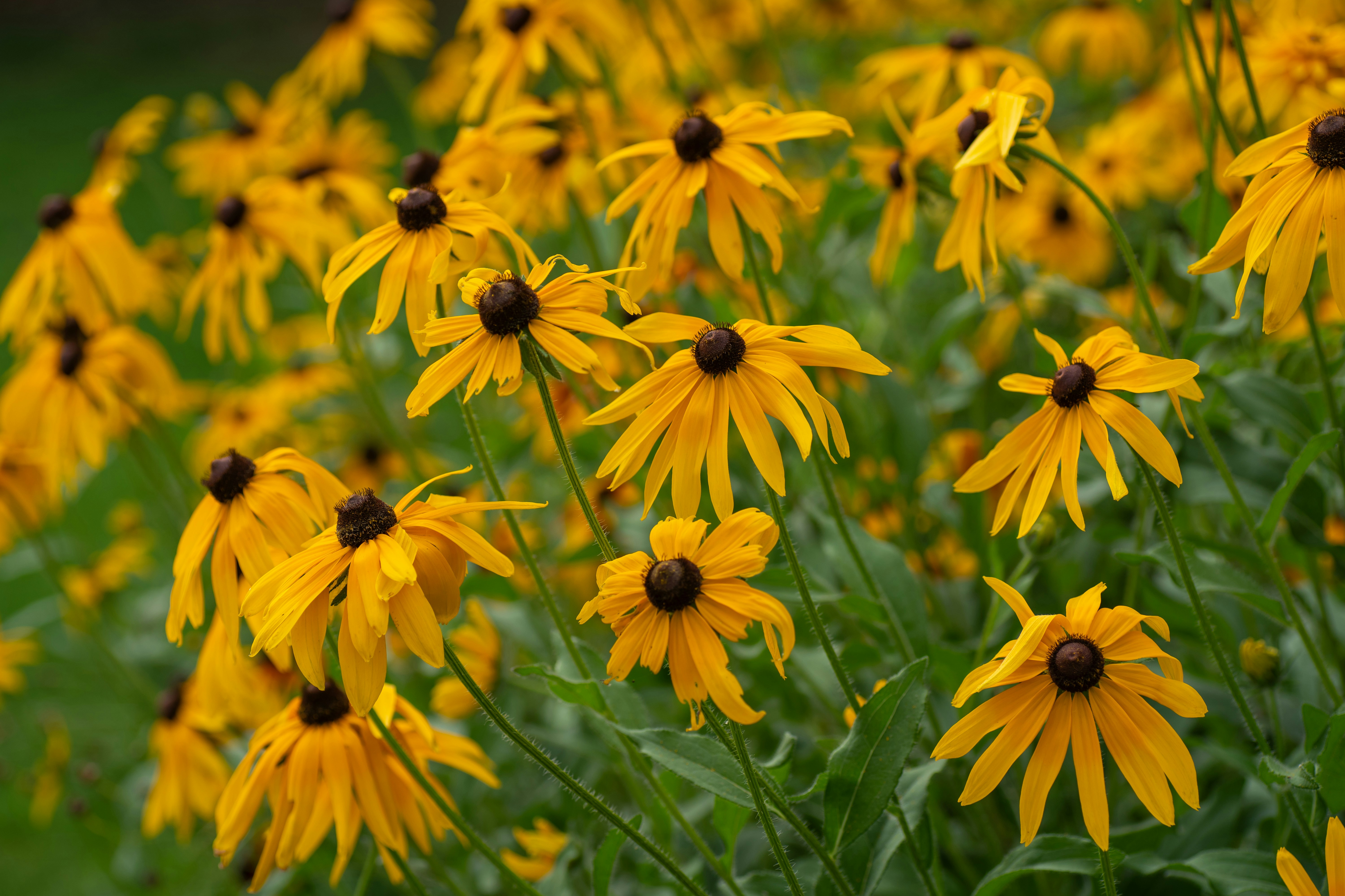 Golden Field of Daisies: A Burst of Sunlit Yellow Petals