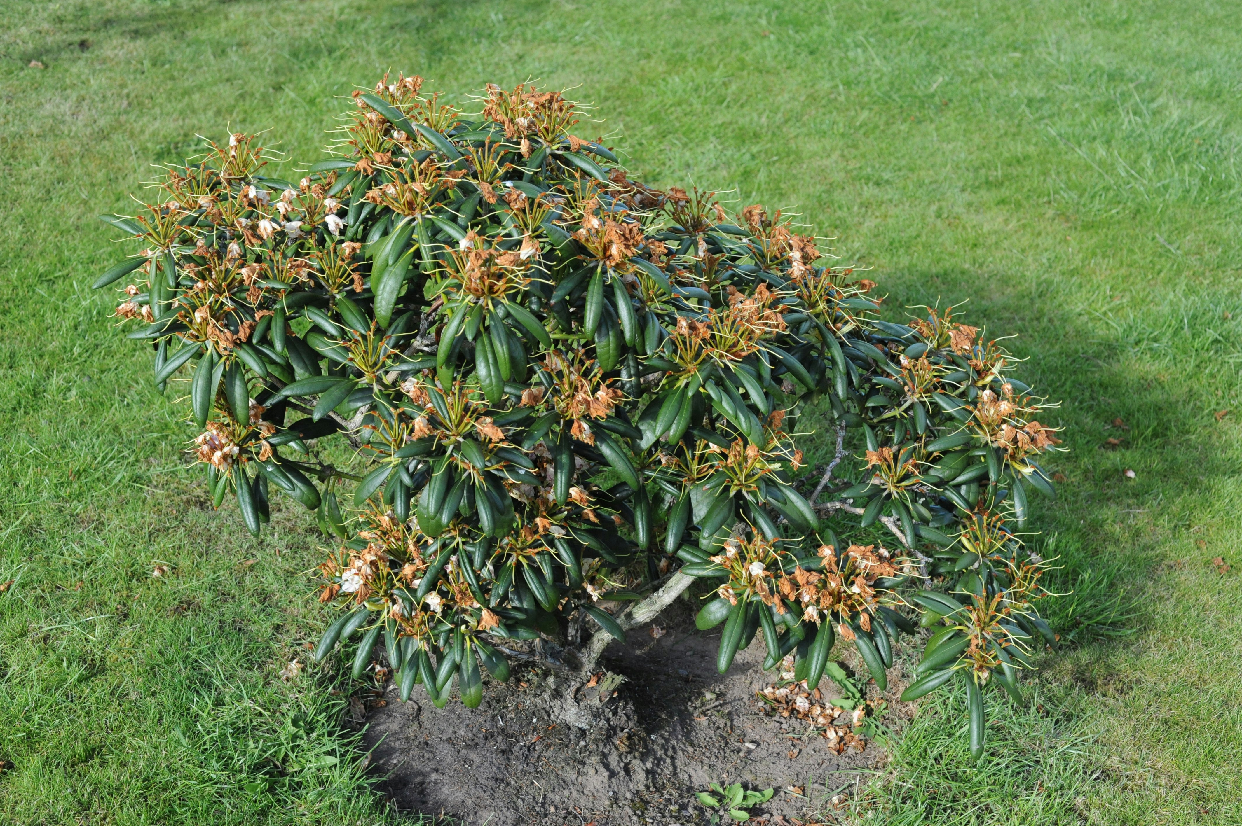 A Pruned Green Canopy: Desert Rose in Quiet Bloom
