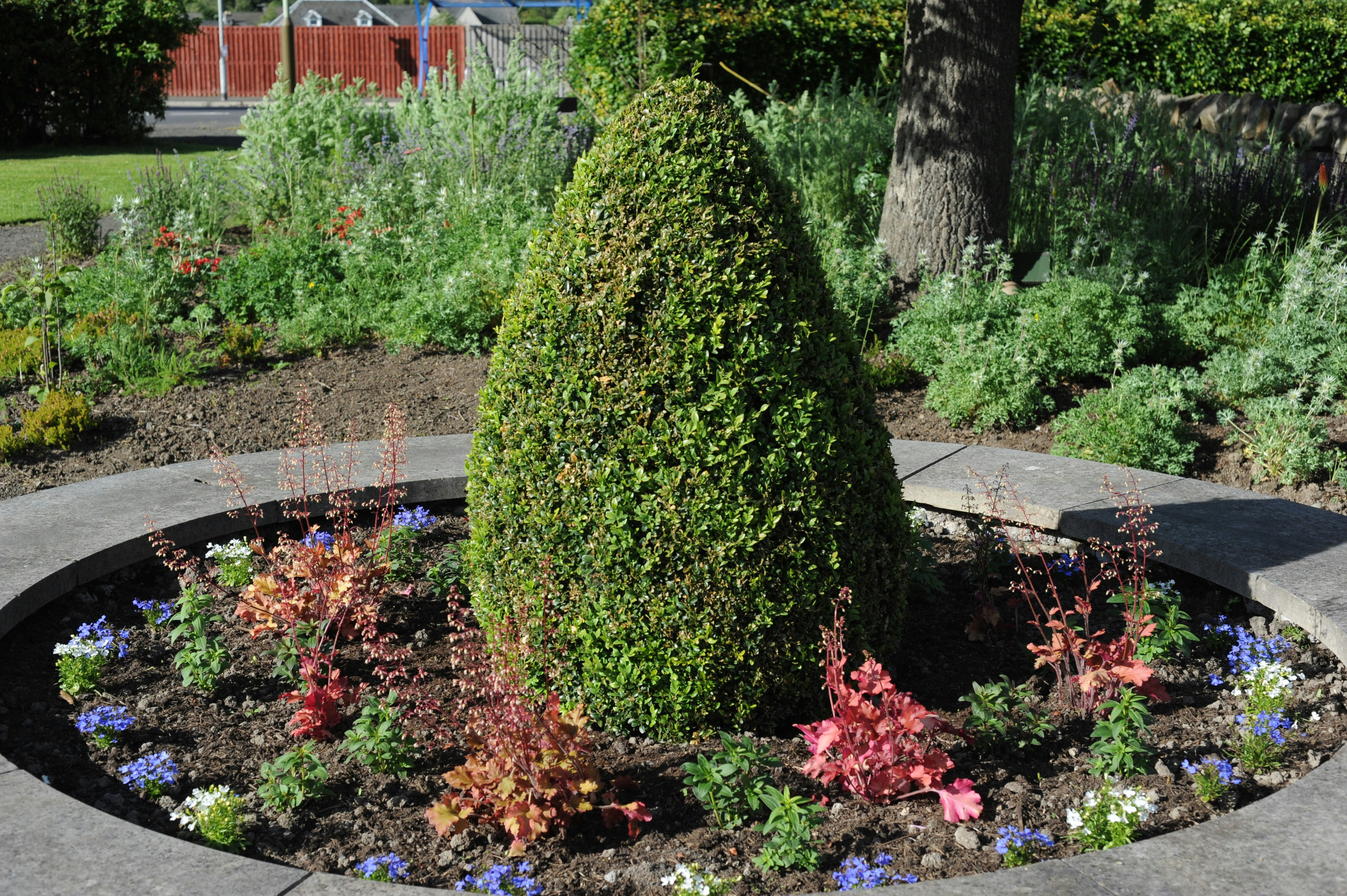 Topiary in Bloom: Conical shrub centerpiece within circular flower bed