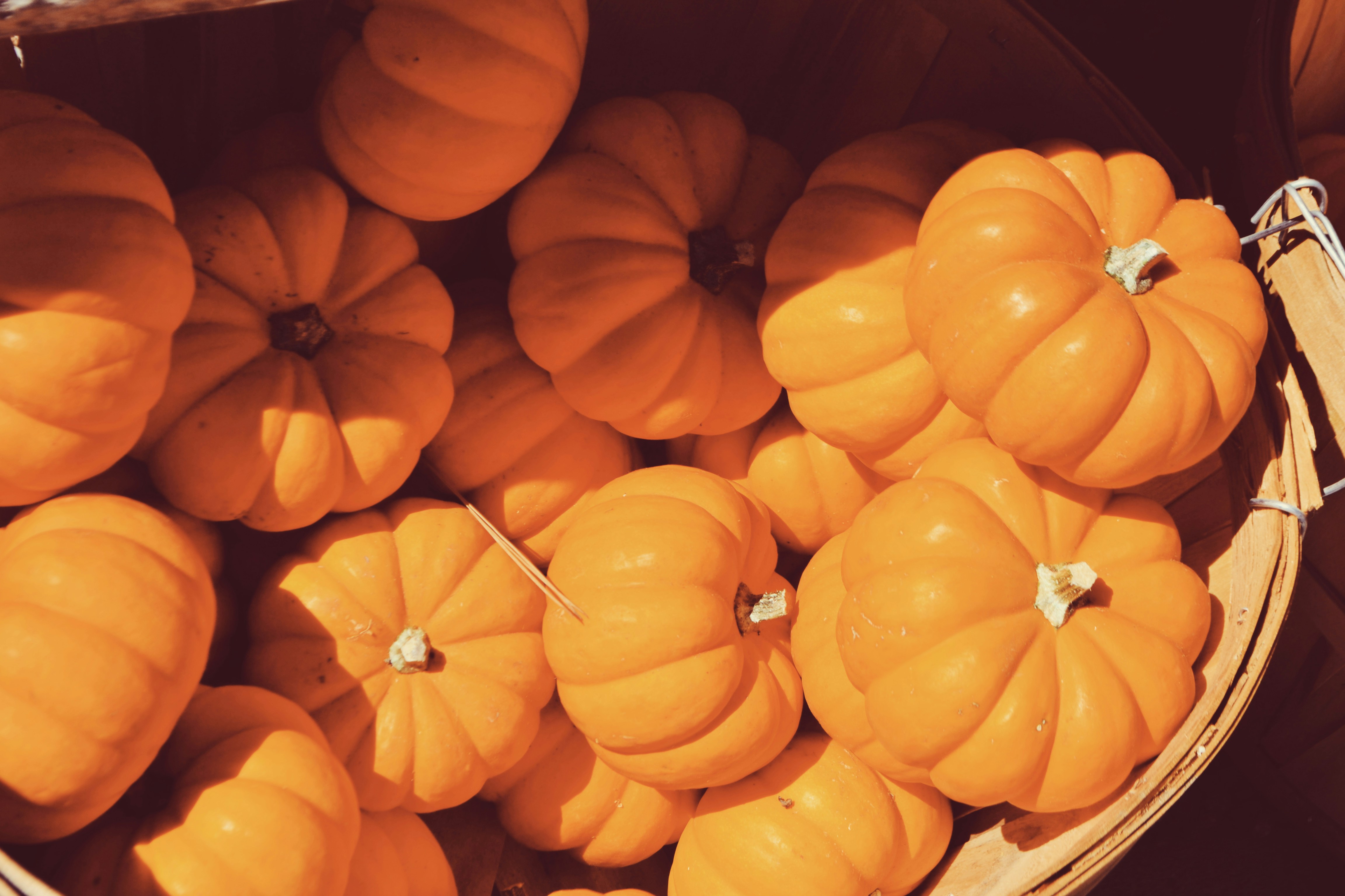 Autumn Harvest: A Basket Brimming with Miniature Pumpkins