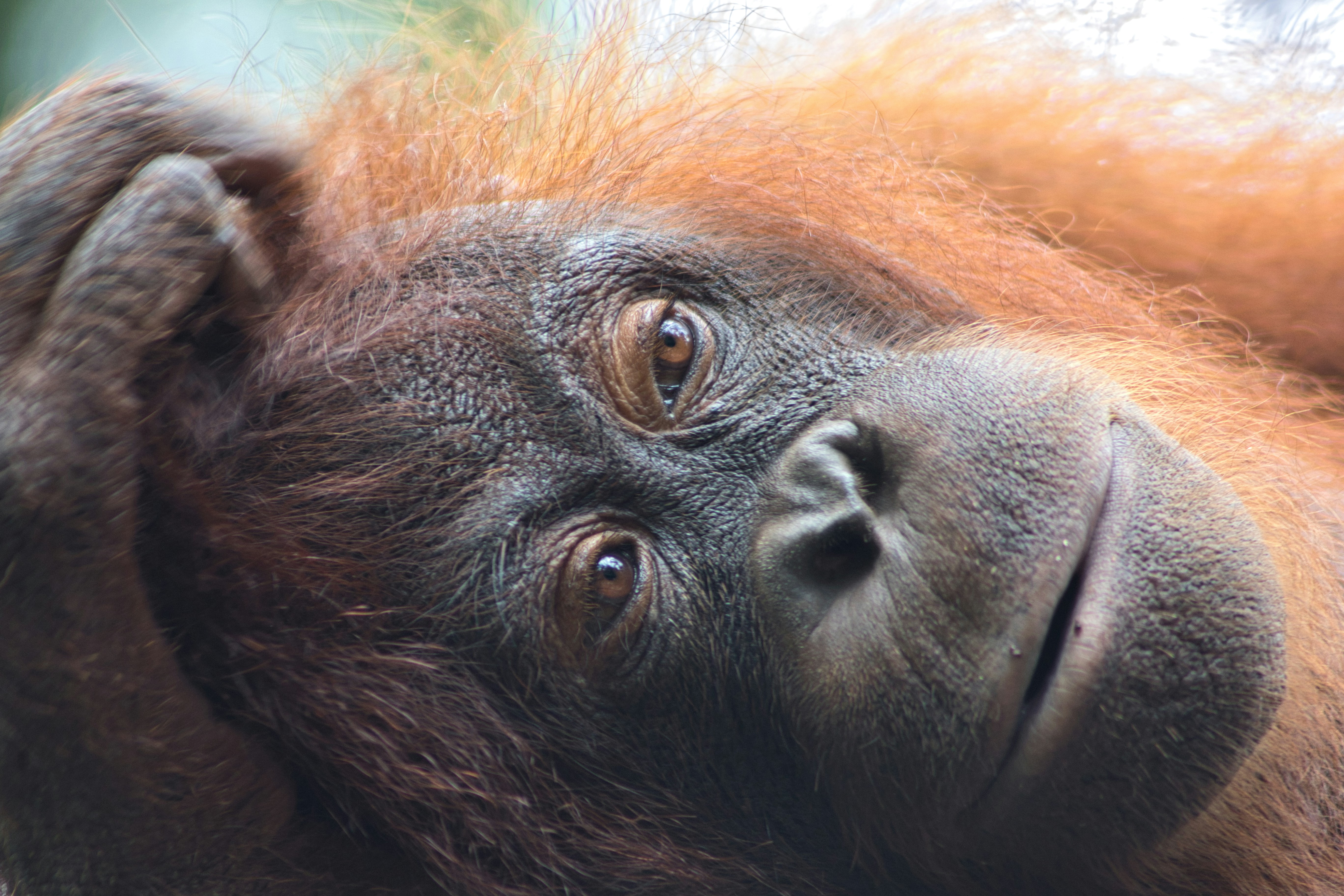 Soft Gaze of the Mountain Ape: A Close Portrait on Tufted Orange Fur