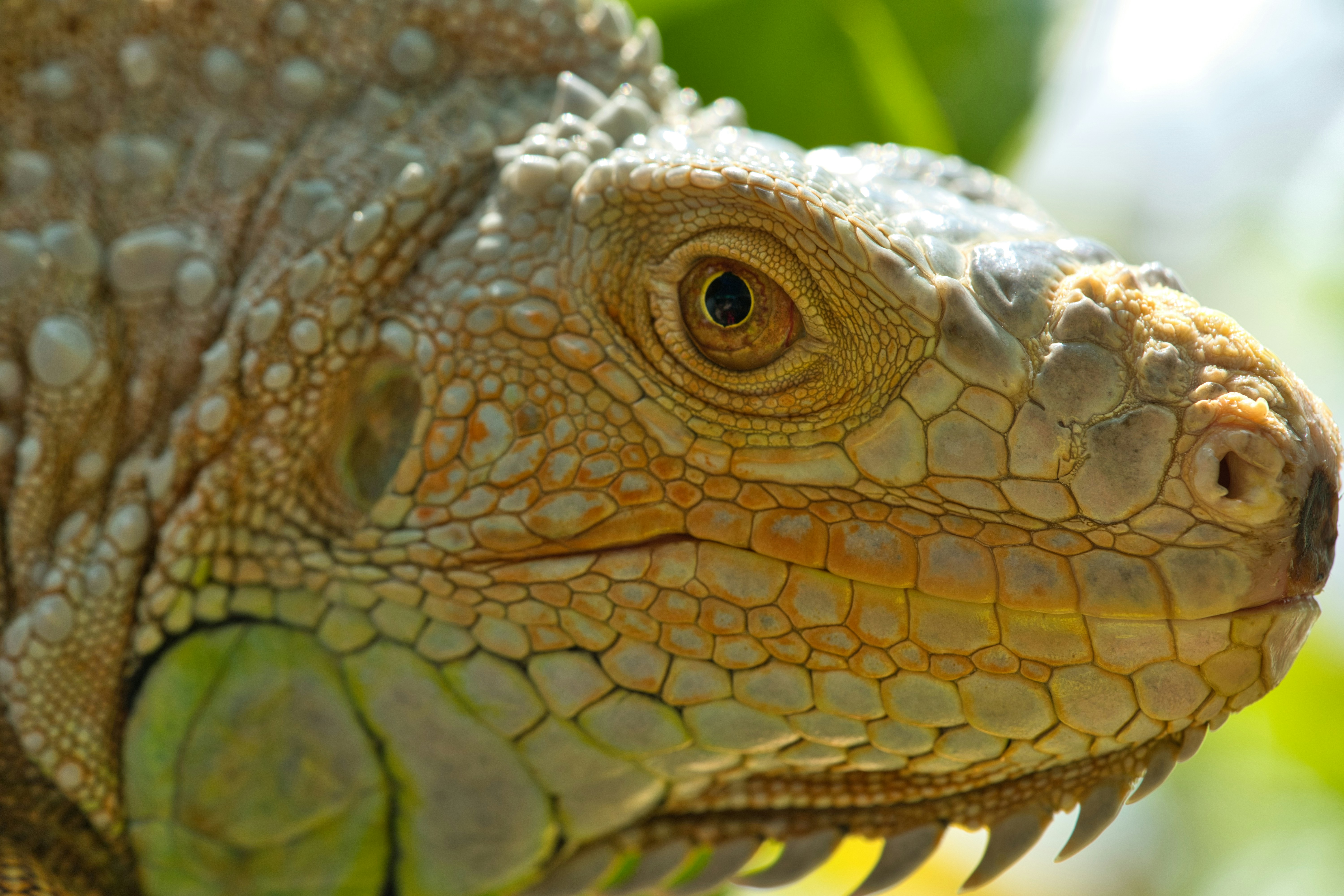 Close-up Portrait of a Nile Monitor: Textured Scales and Intense Gaze