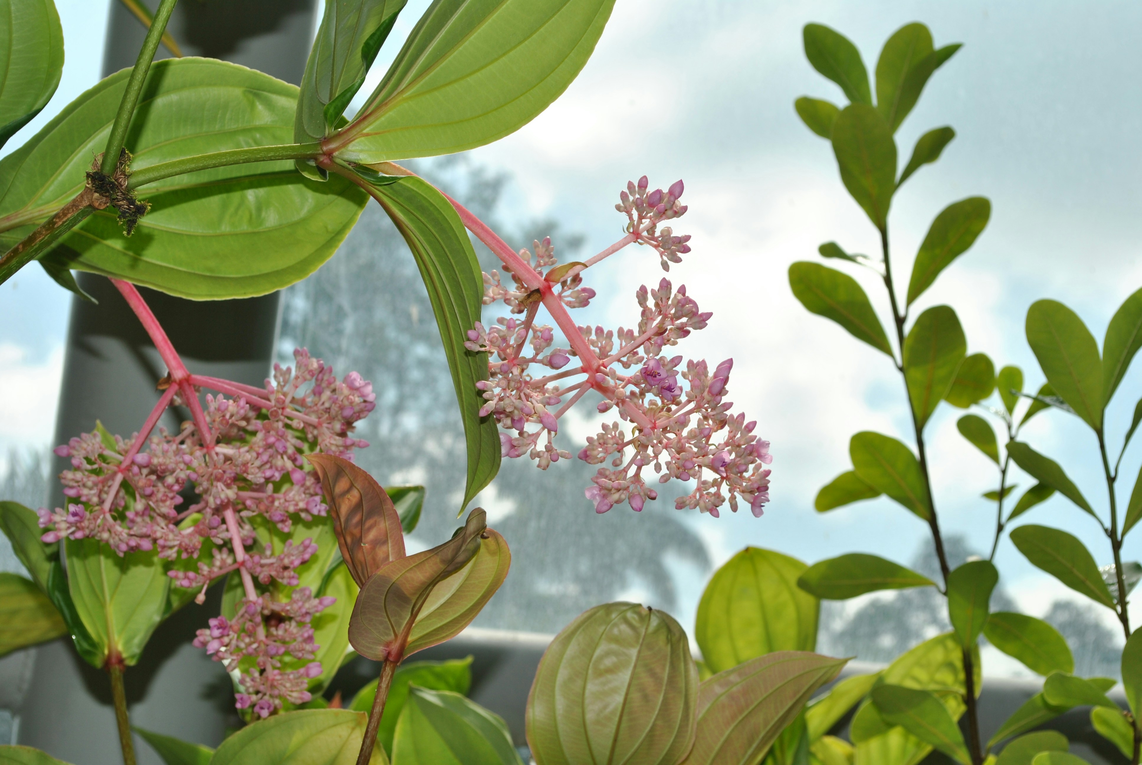 Pink floral spray against a sunlit windowsill
