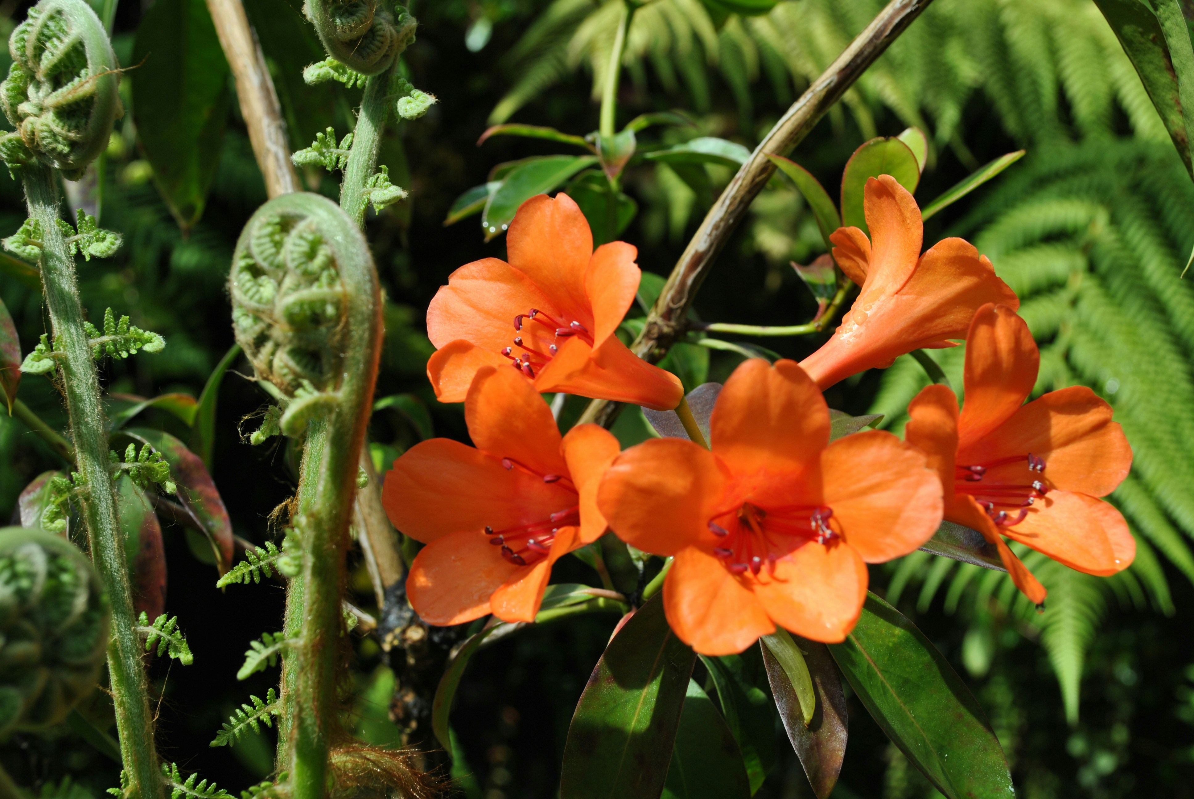 Vibrant orange flowers bloom in a cluster with surrounding green ferns and stems, creating a lively garden scene with natural light.