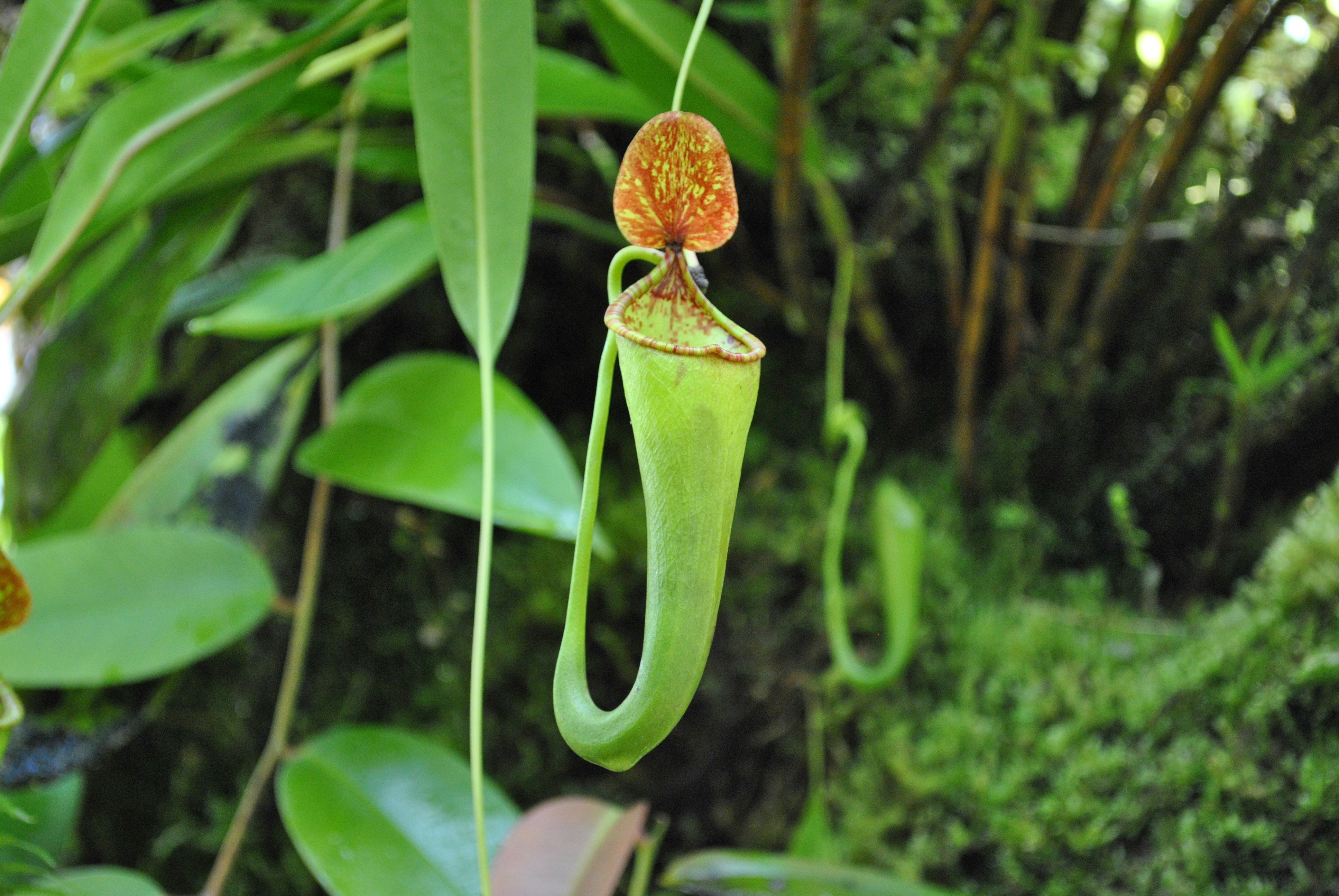 Hanging Pitcher: A Curved Green Pitcher Plant in Focus