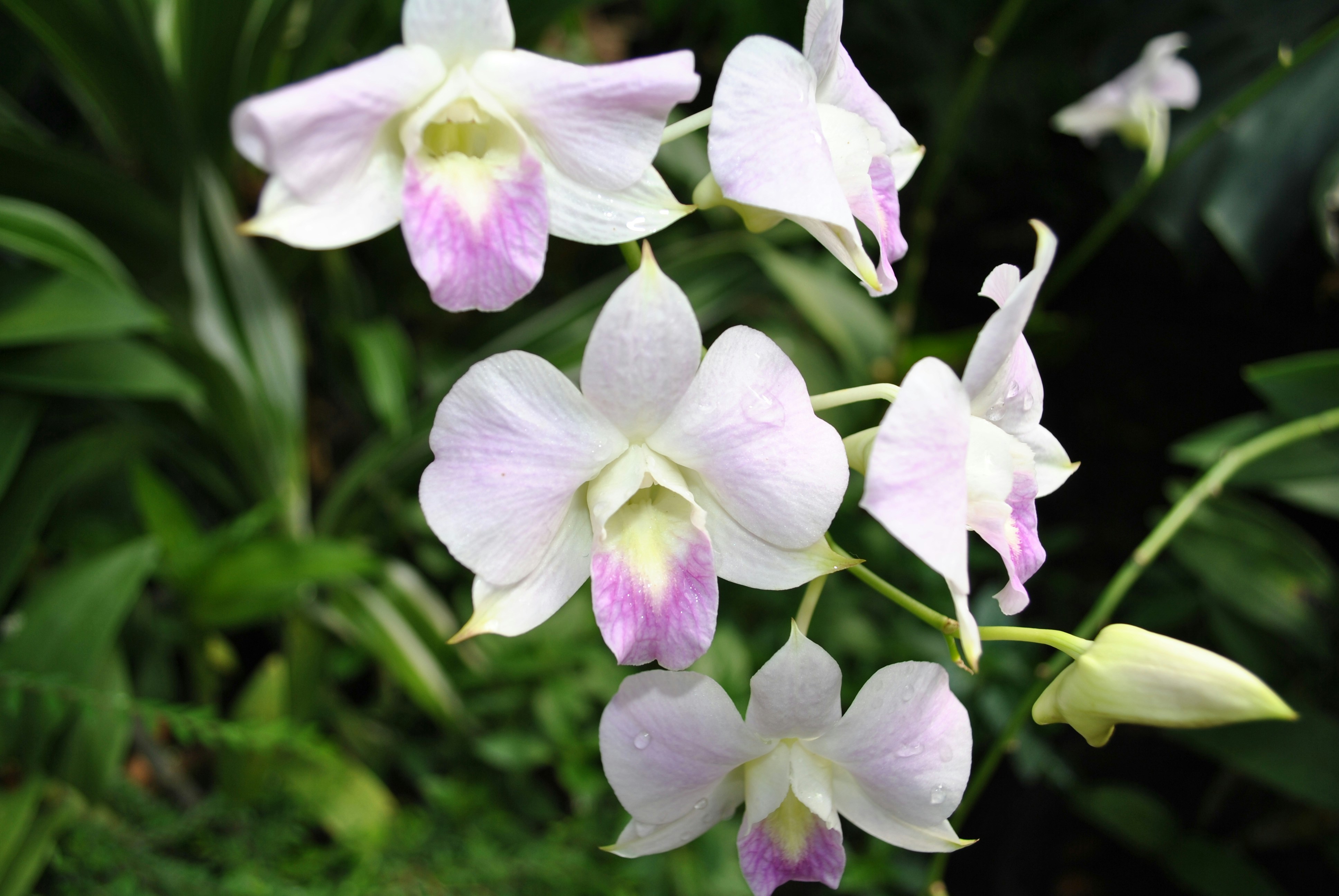 Pastel Orchid Cascade in Soft Focus Greenery