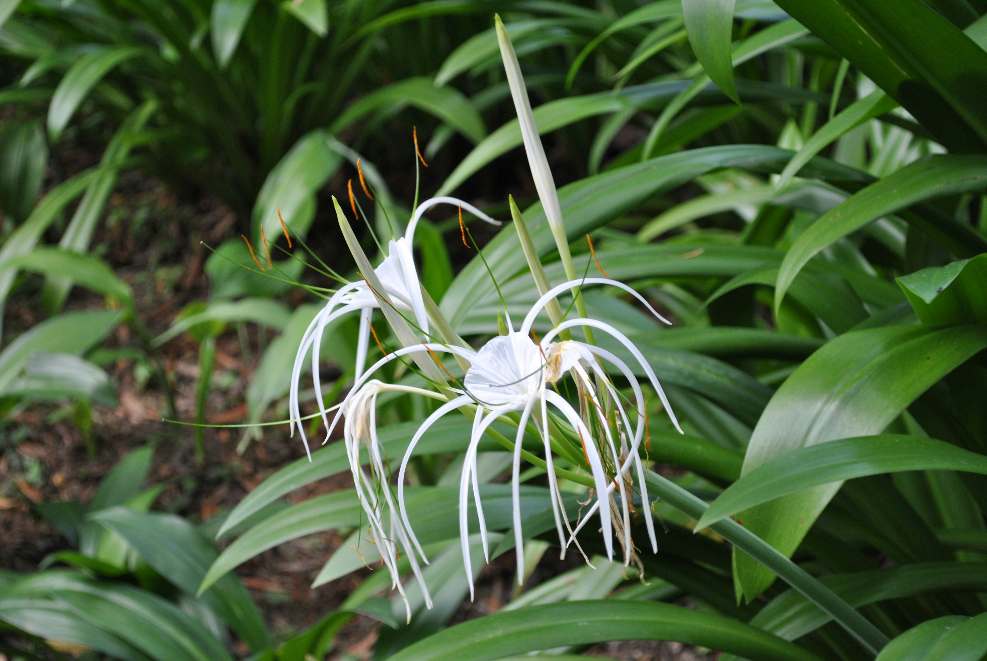 White Spider Lily Amid Green Embroidery