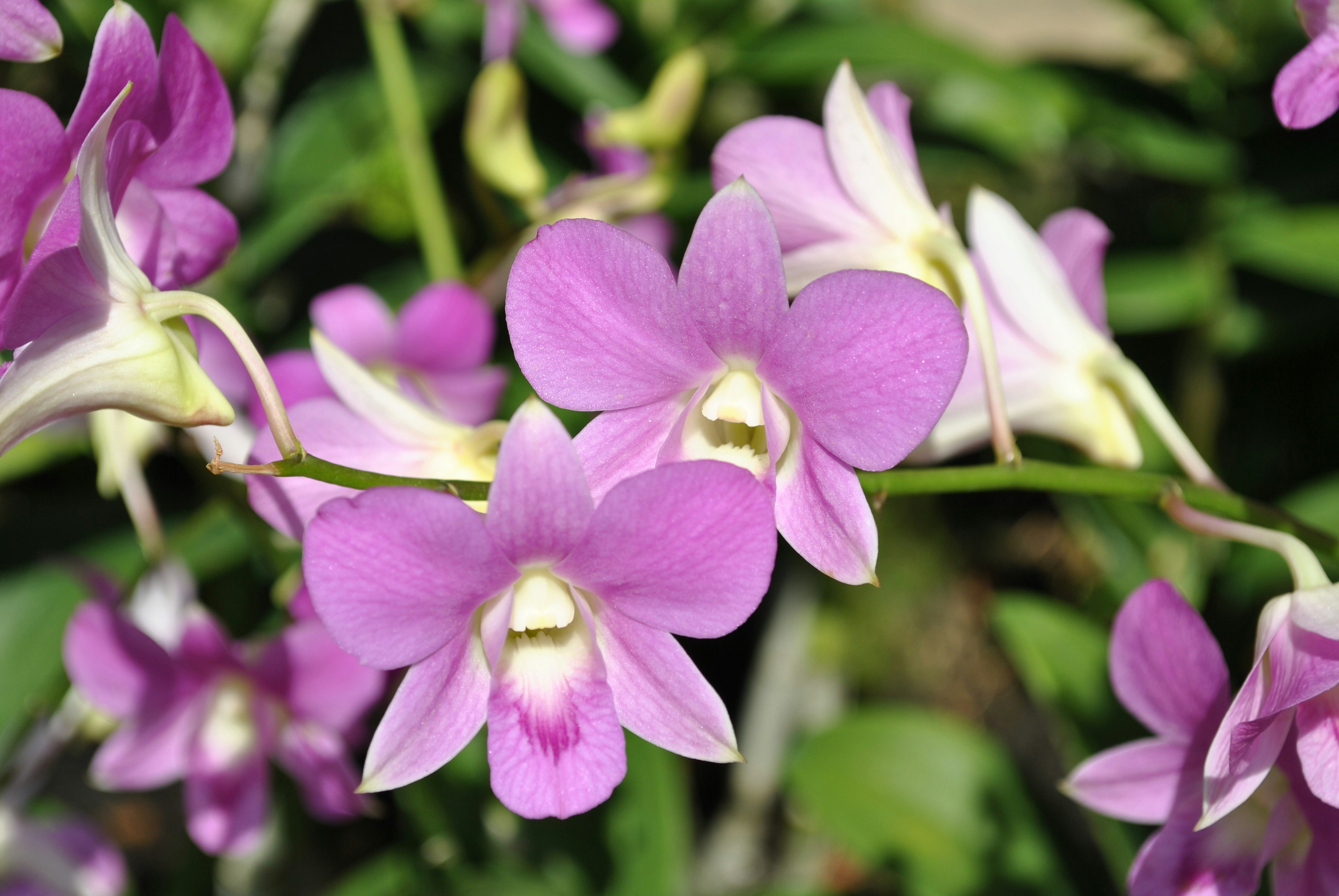 Pink Orchid Necklace: Close-Knit Blooms on a Green Vein