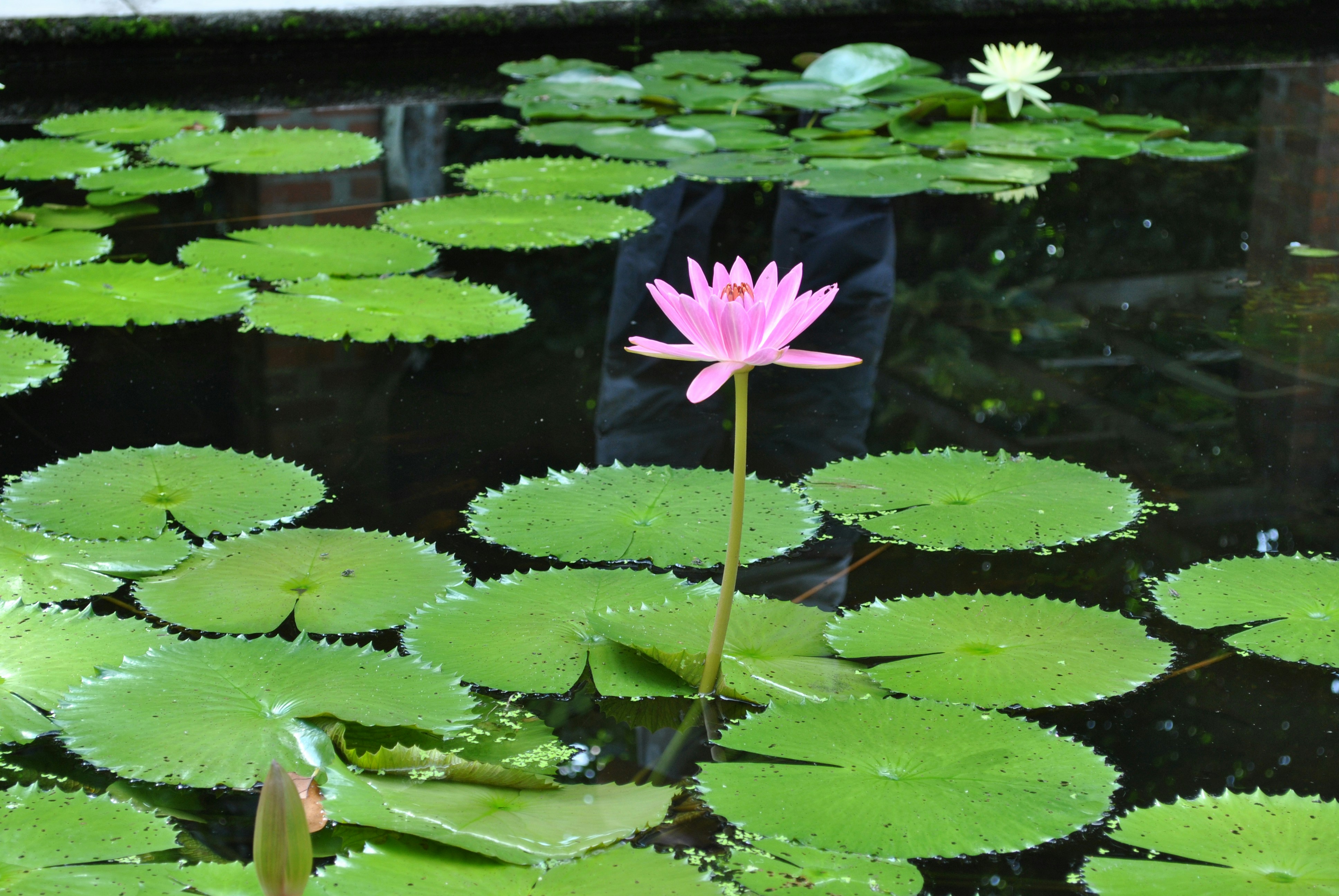 Pink Water Lily Rising Among Green Pads