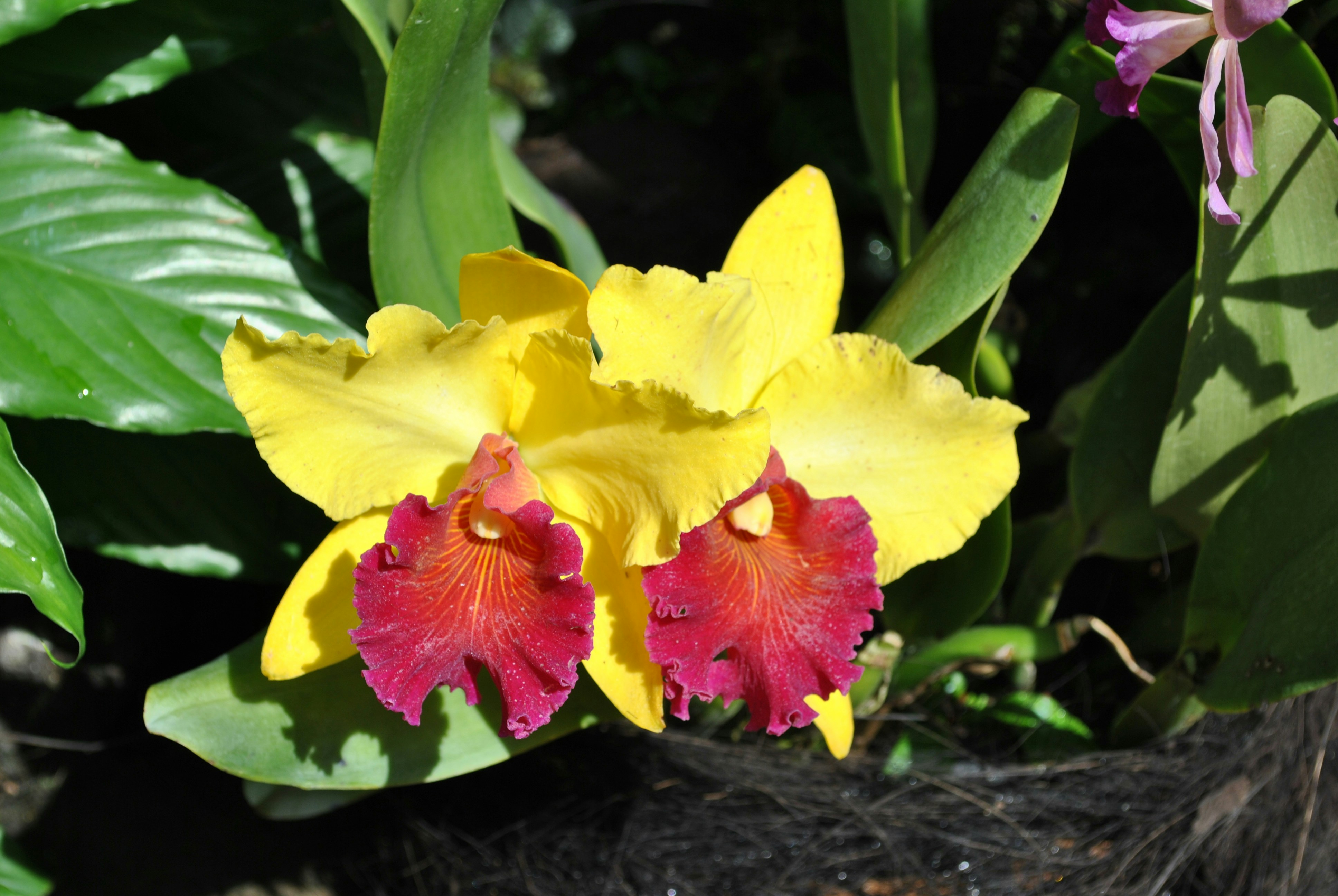 Sunlit Lipstick Orchid: A Bright Spotlight on Yellow and Crimson Petals