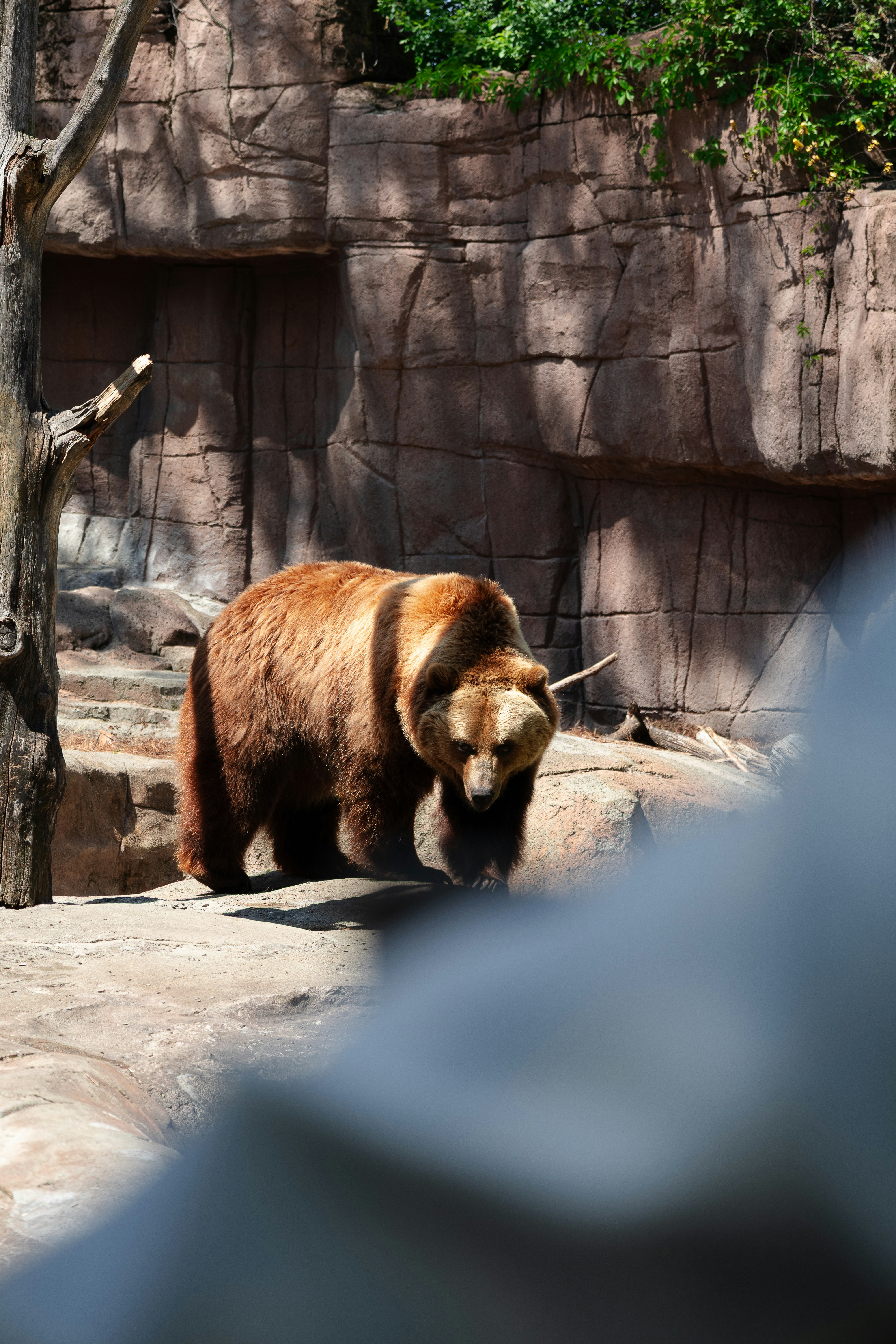 Sunlit Brown Bear Pausing in a Rock-Dusted Enclosure
