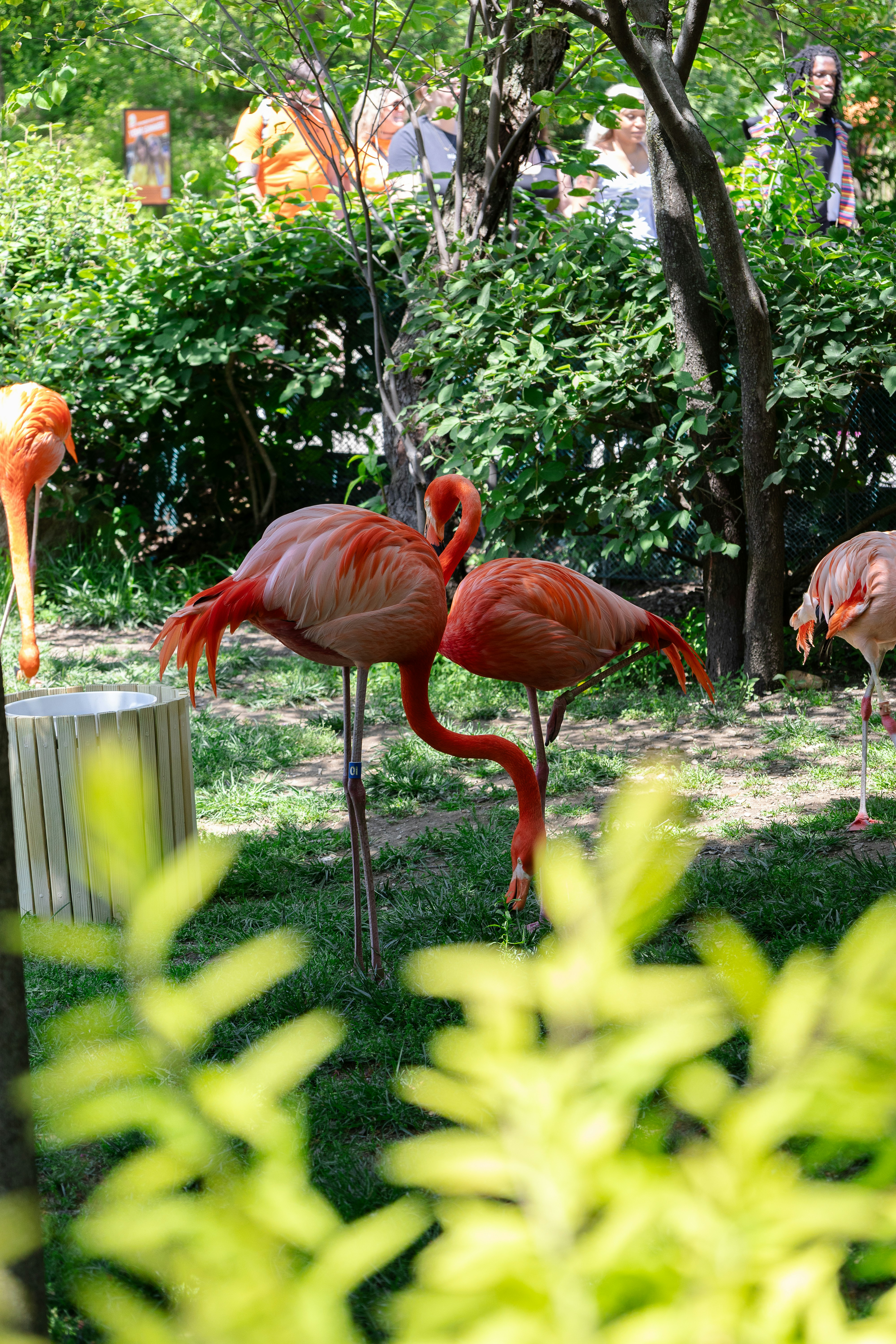 Flamingos in dappled light: a playful moment near the greenery