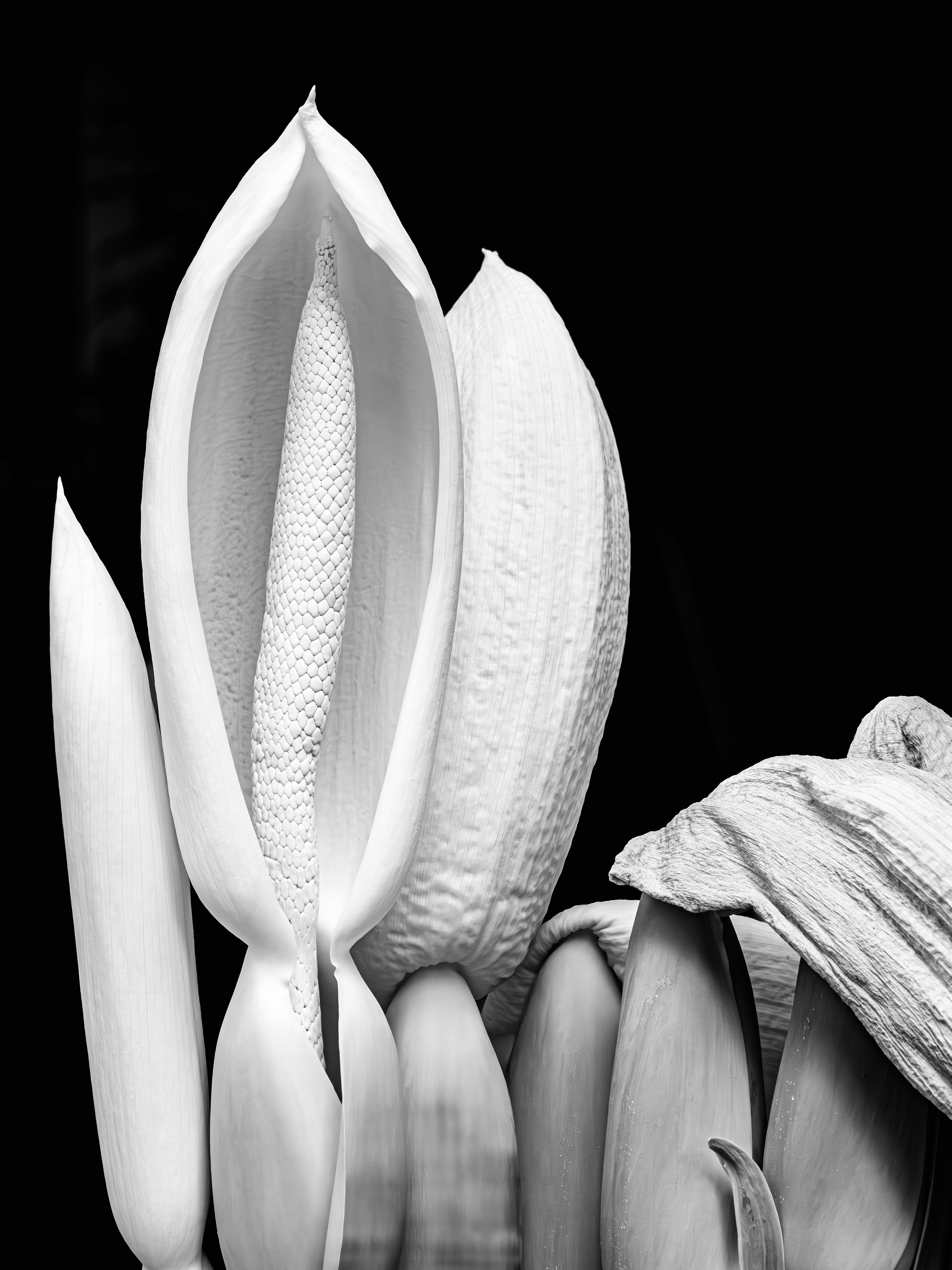 Monochrome Bloom: A Calla Petal in Focus