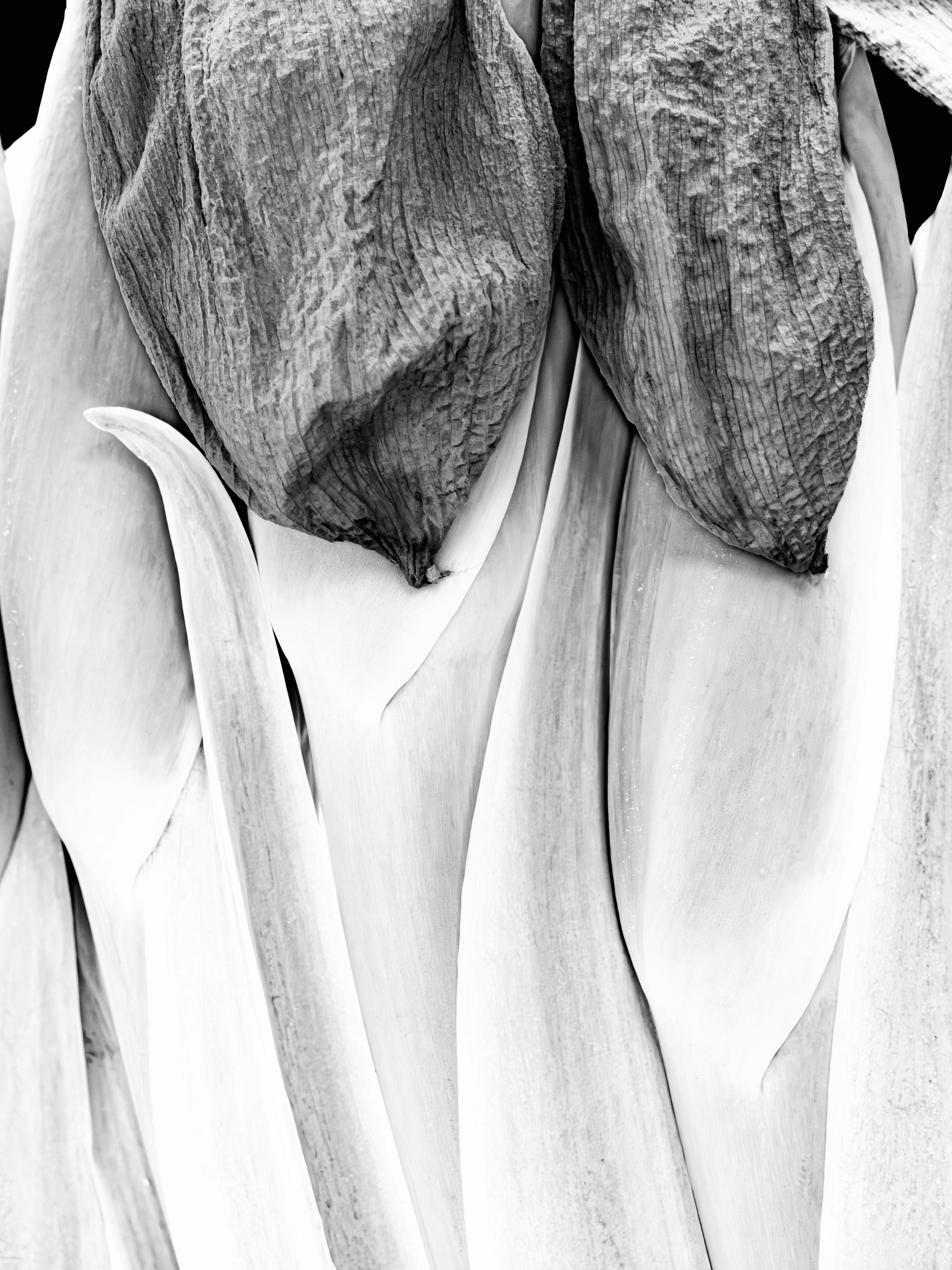 Petal and Fiber Contrast: A Close Black-and-White Study