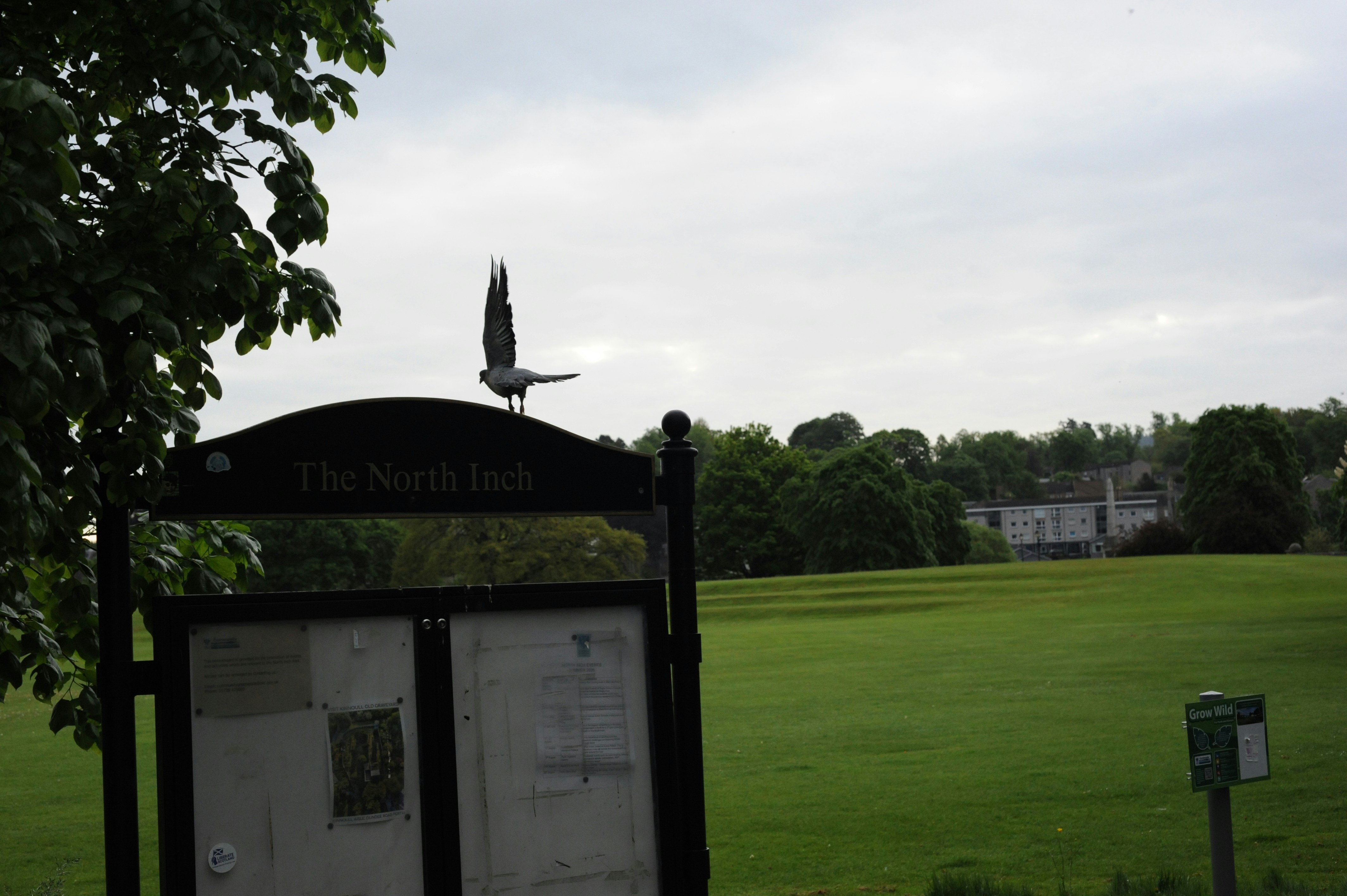 Flight over the Green: A Crow Sentinel by The North Inch