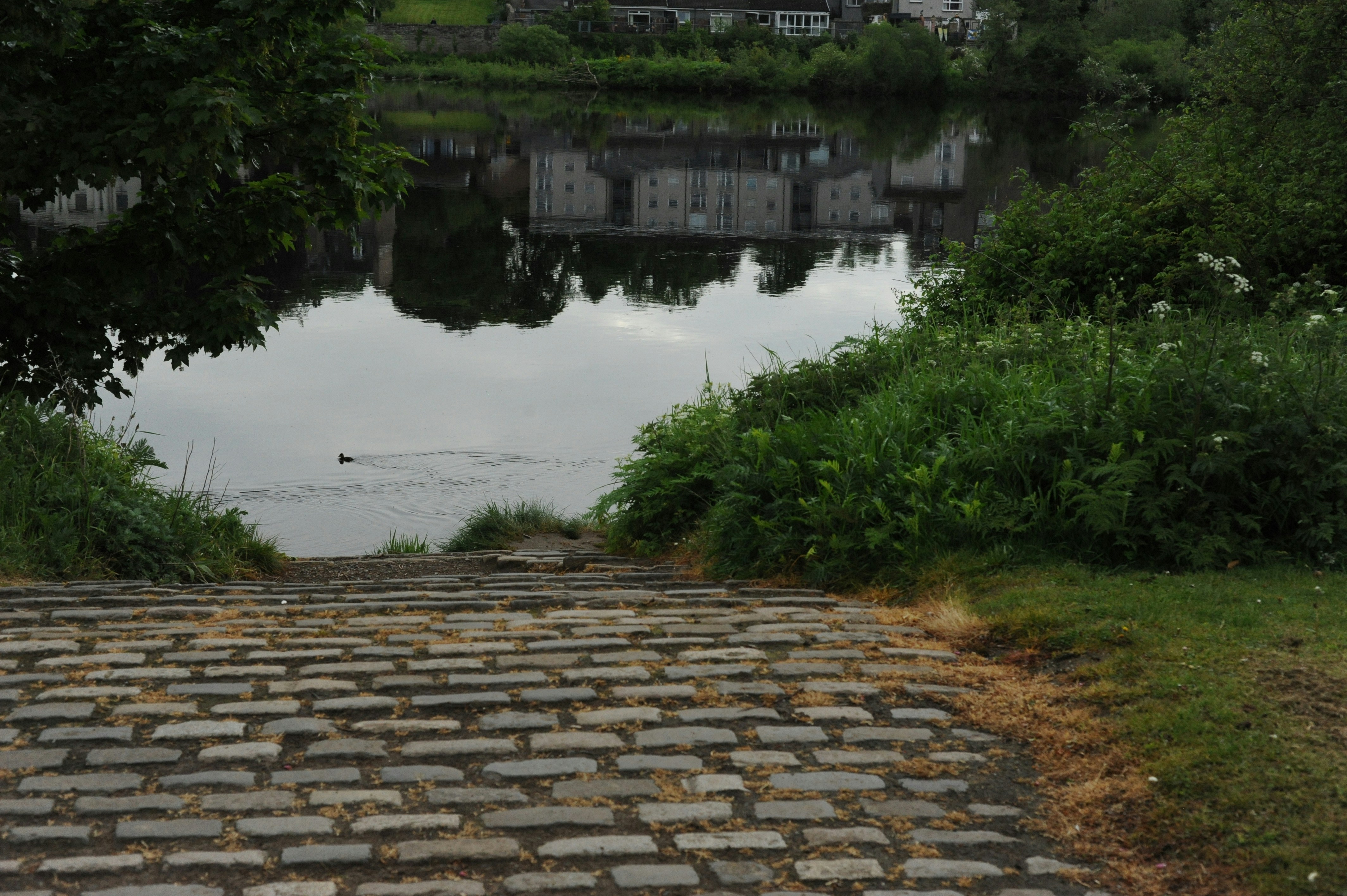 Riverbank Steps: Cobblestone Path Leading to Silent Water
