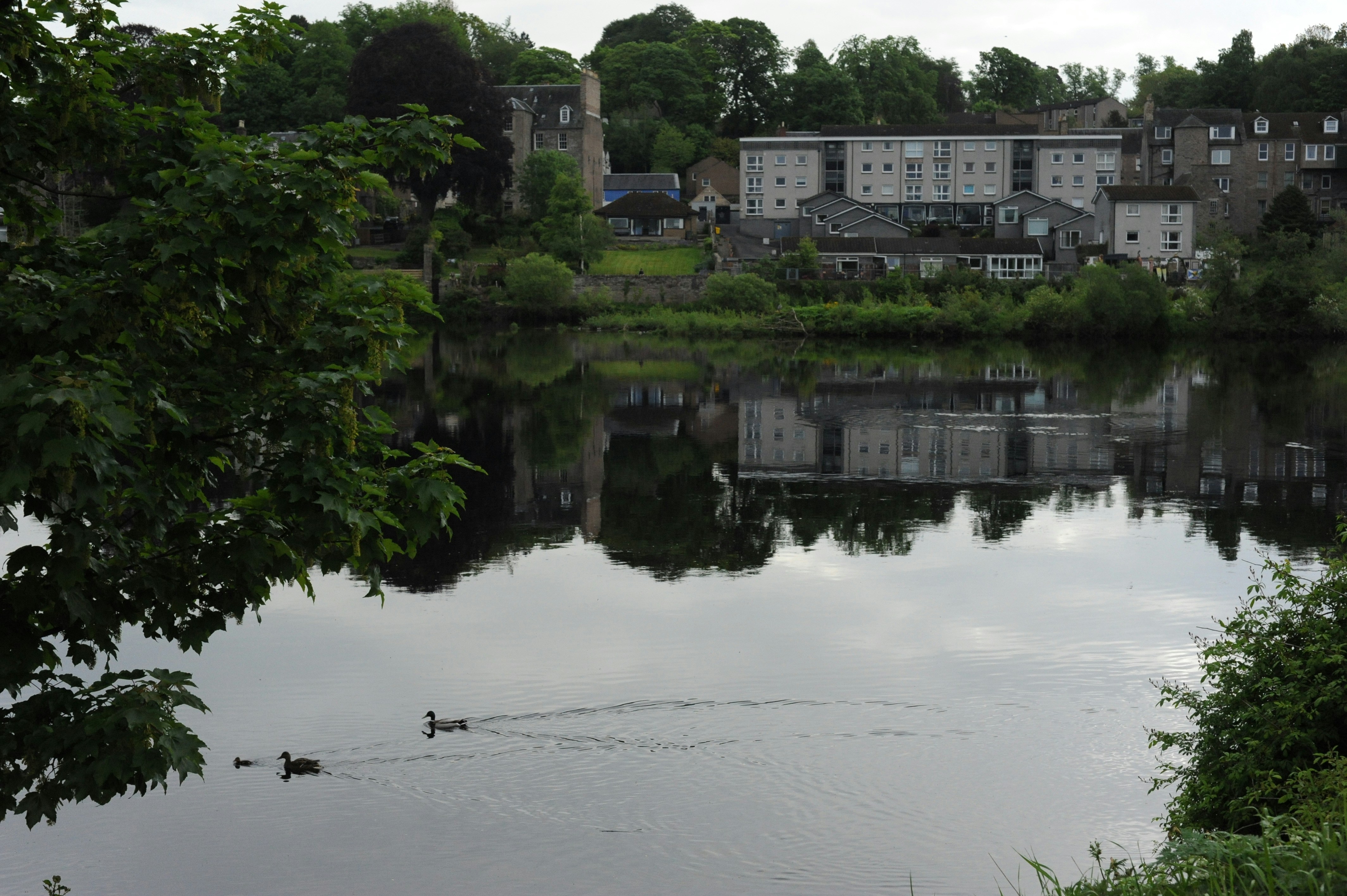 Towpath Reflections: Quiet Riverbank Portrait