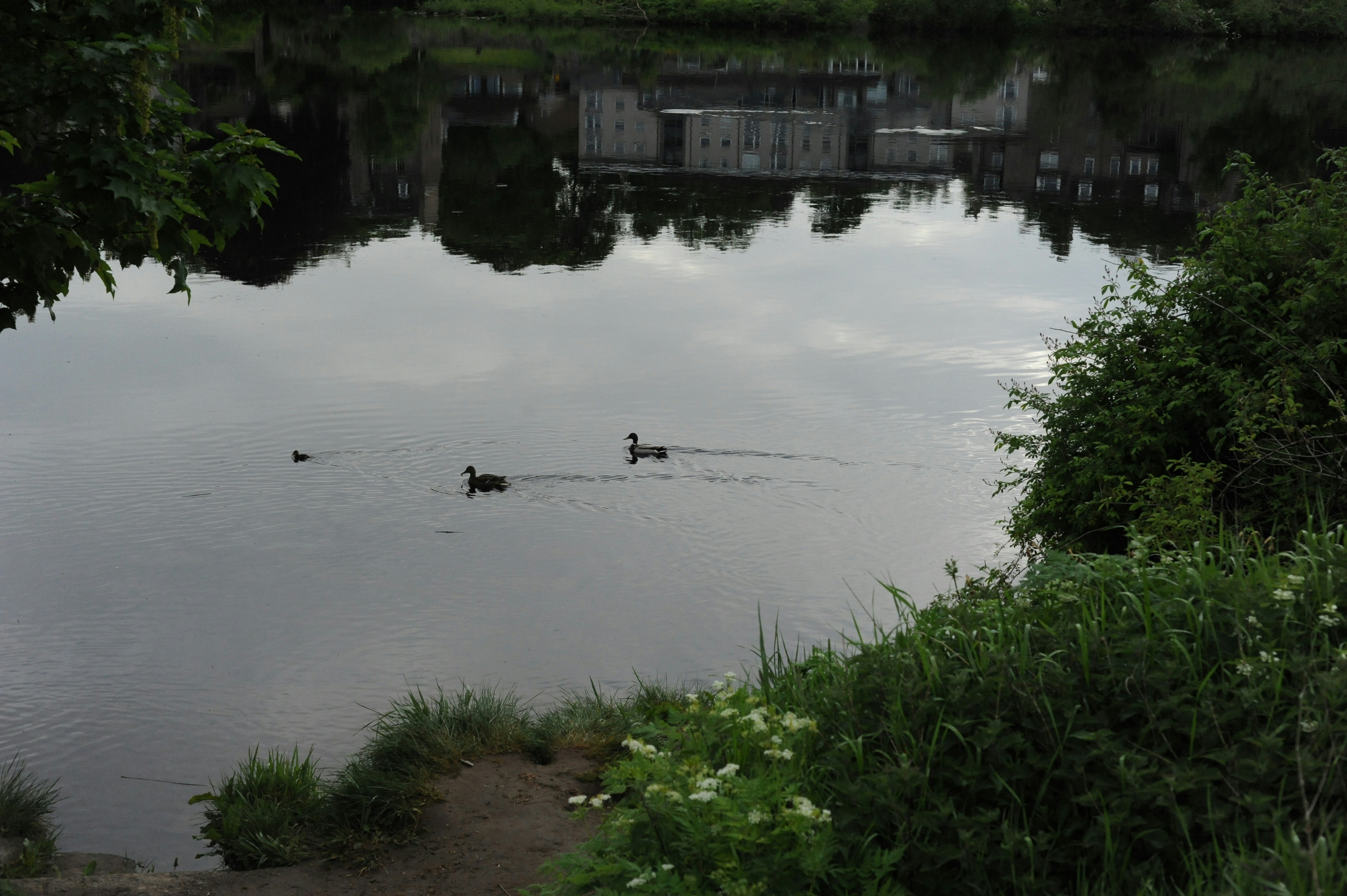 Ducks on a Quiet Riverside Path Under a Reflective Sky