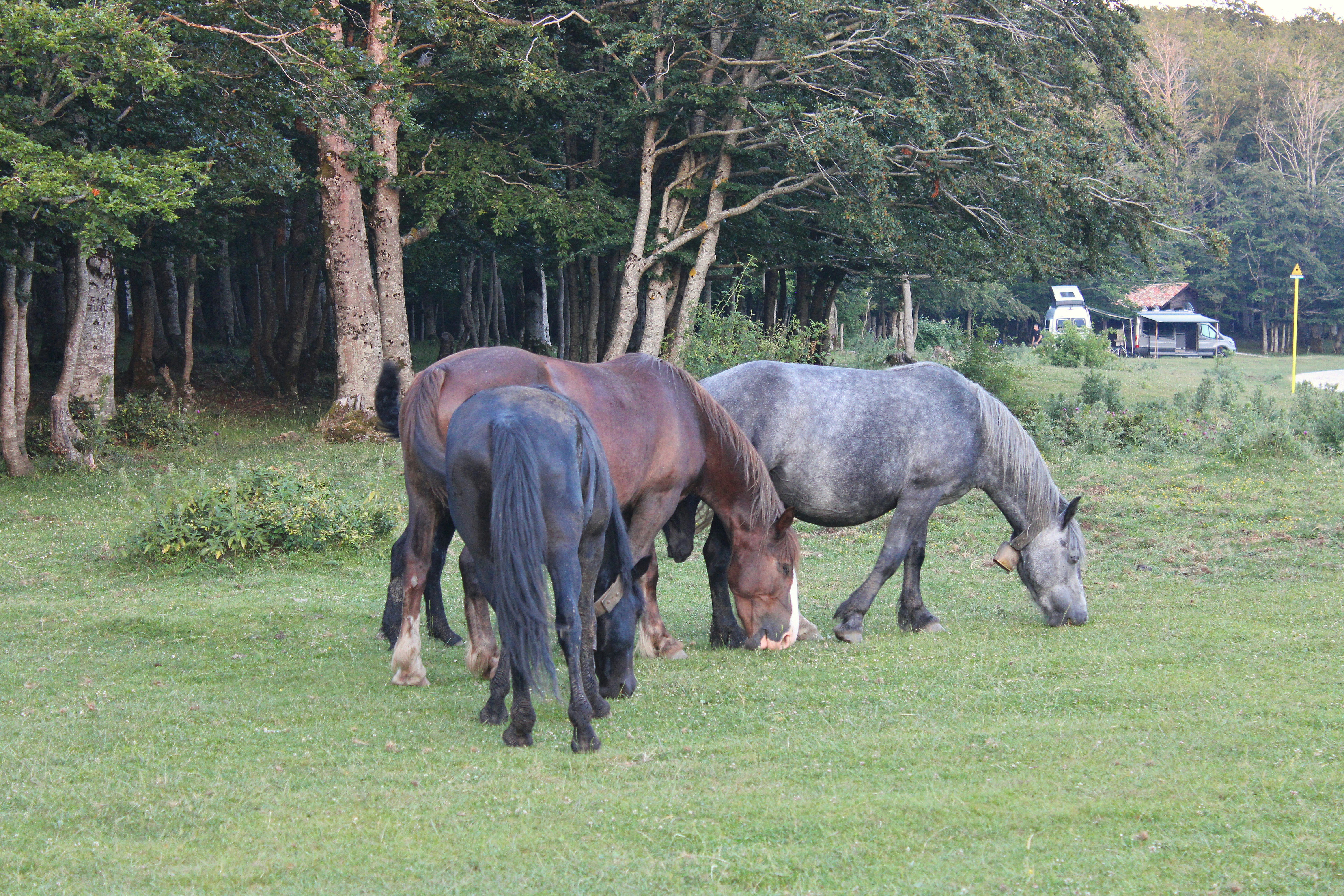Three horses graze on a grassy field beside a line of trees, with a distant campsite visible in the background.
