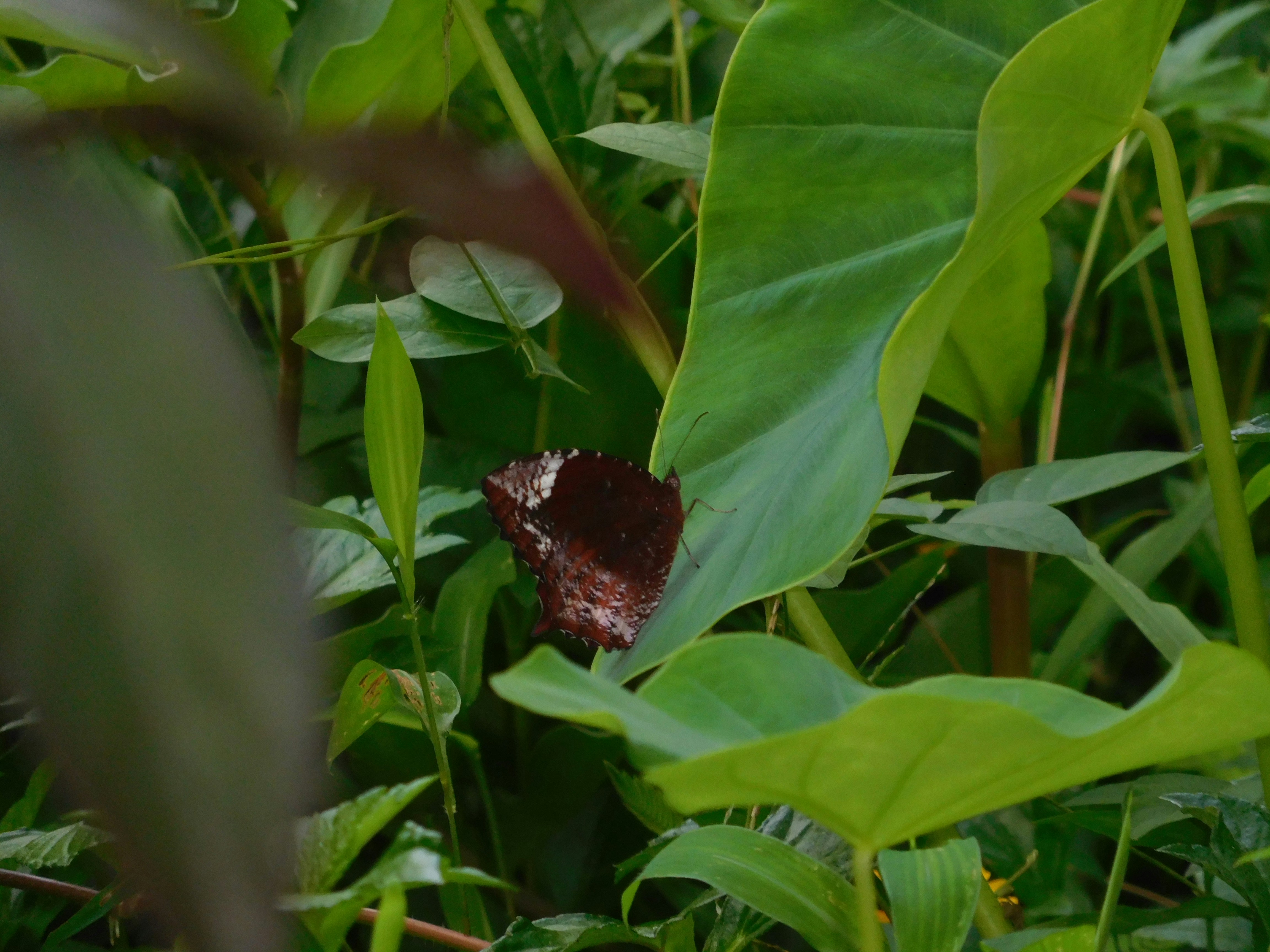 Hidden heart of the jungle: a lone seed pod among emerald leaves