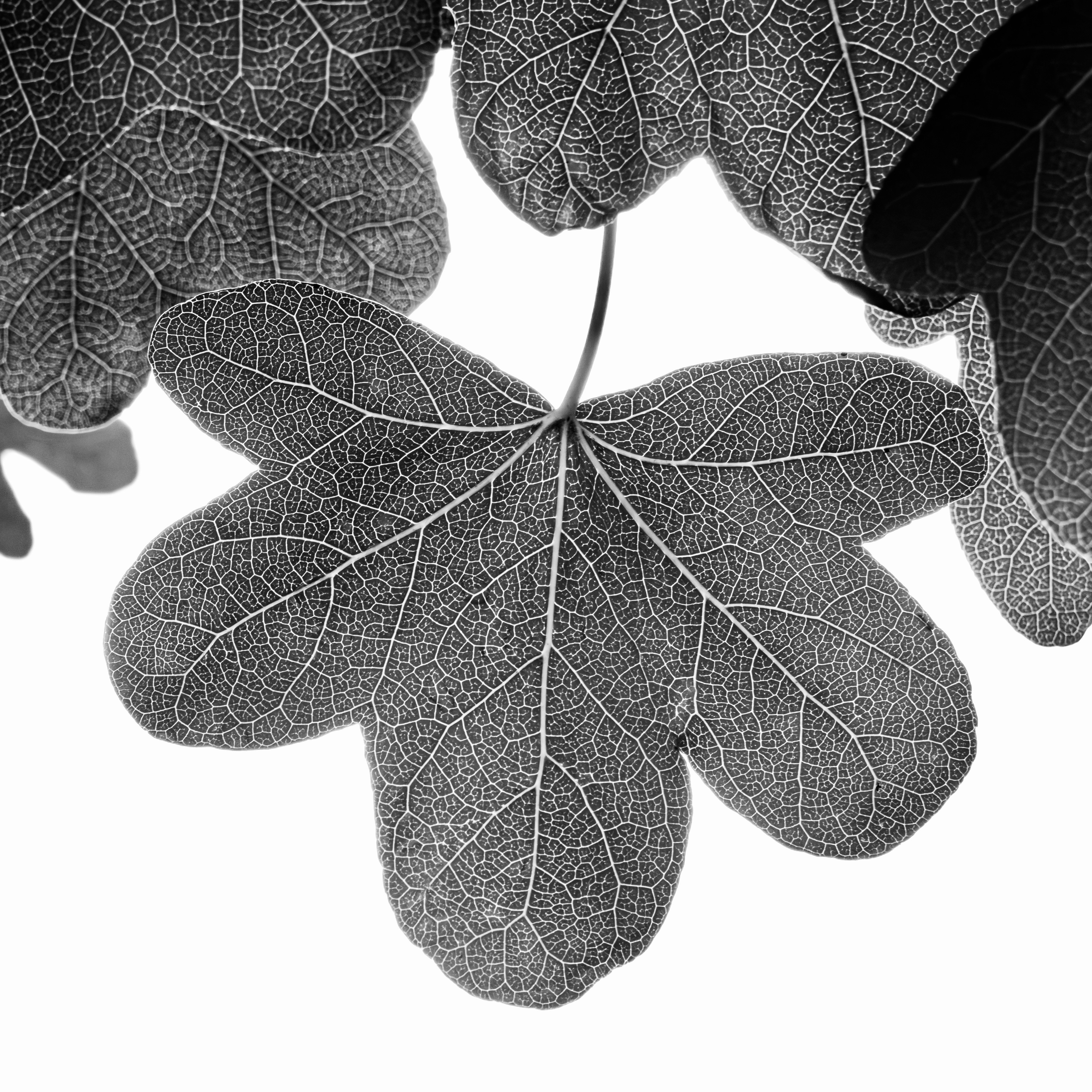 Vein-Map: A Close-Up of Petiole-Lace Leaves