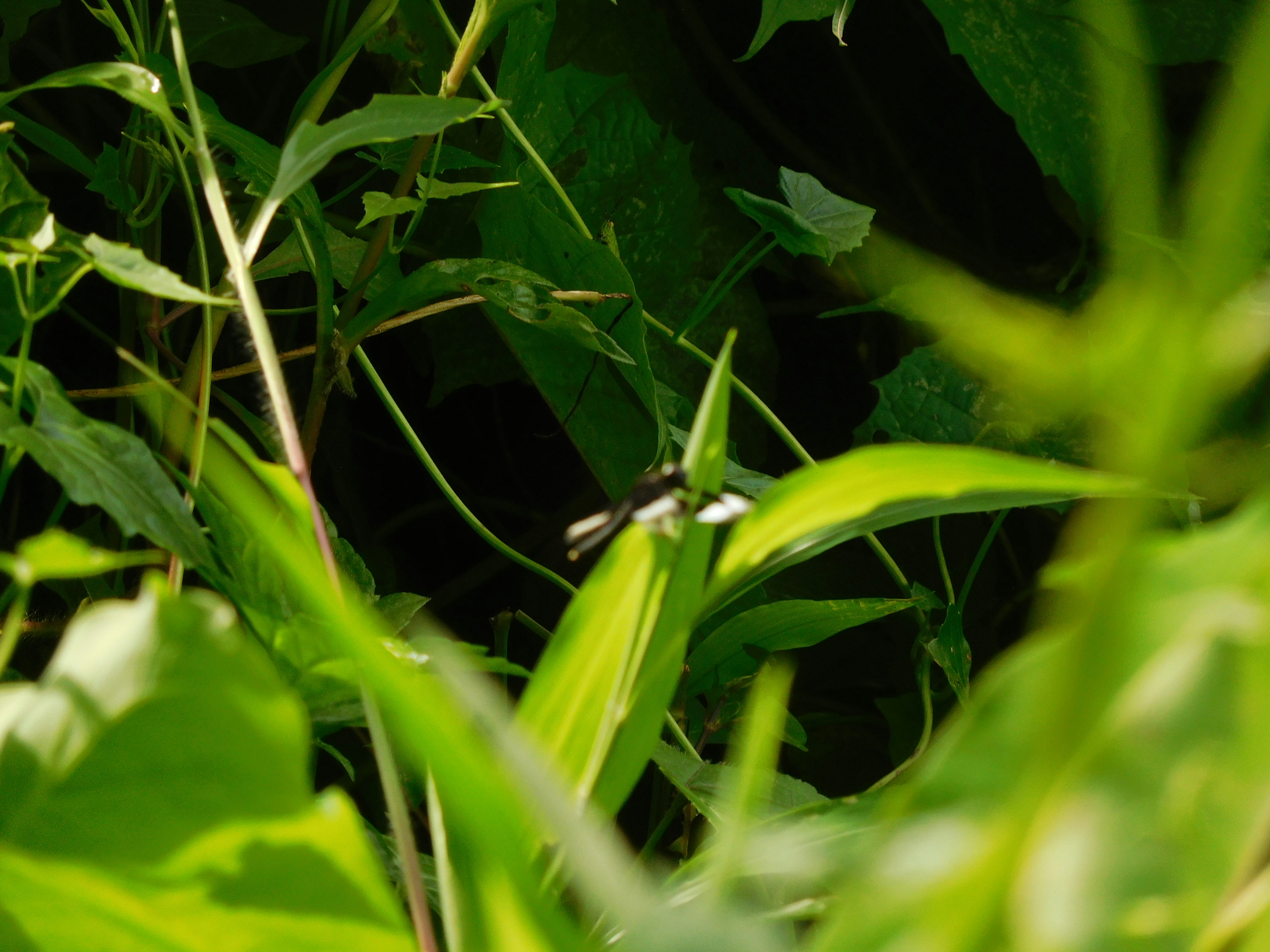 Close-up of tangled green leaves and stems with soft shallow depth of field, creating a lush, abstract backdrop.