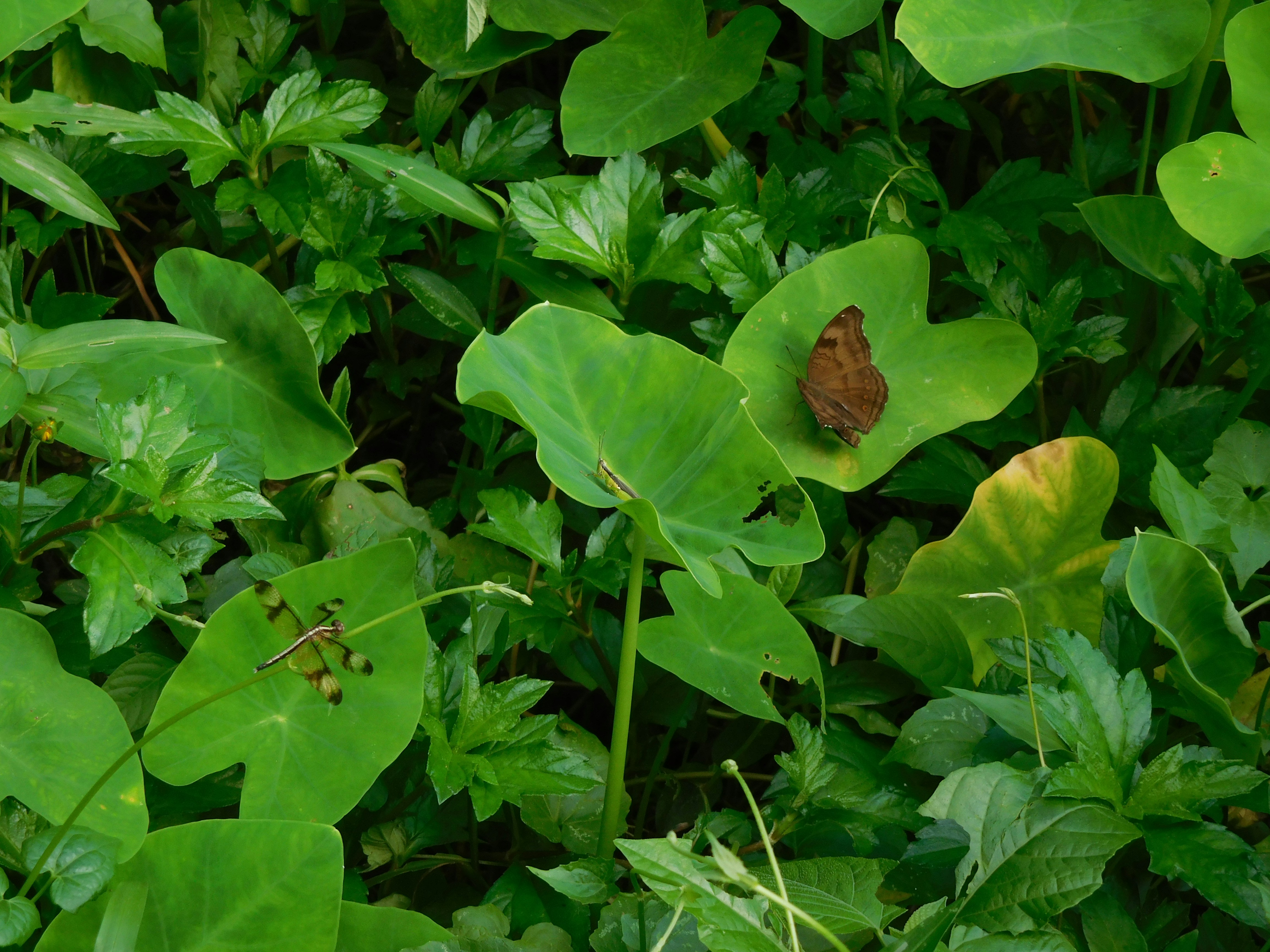 Emerald Ground: A Leafy Patch with a Brown Leaf Accent