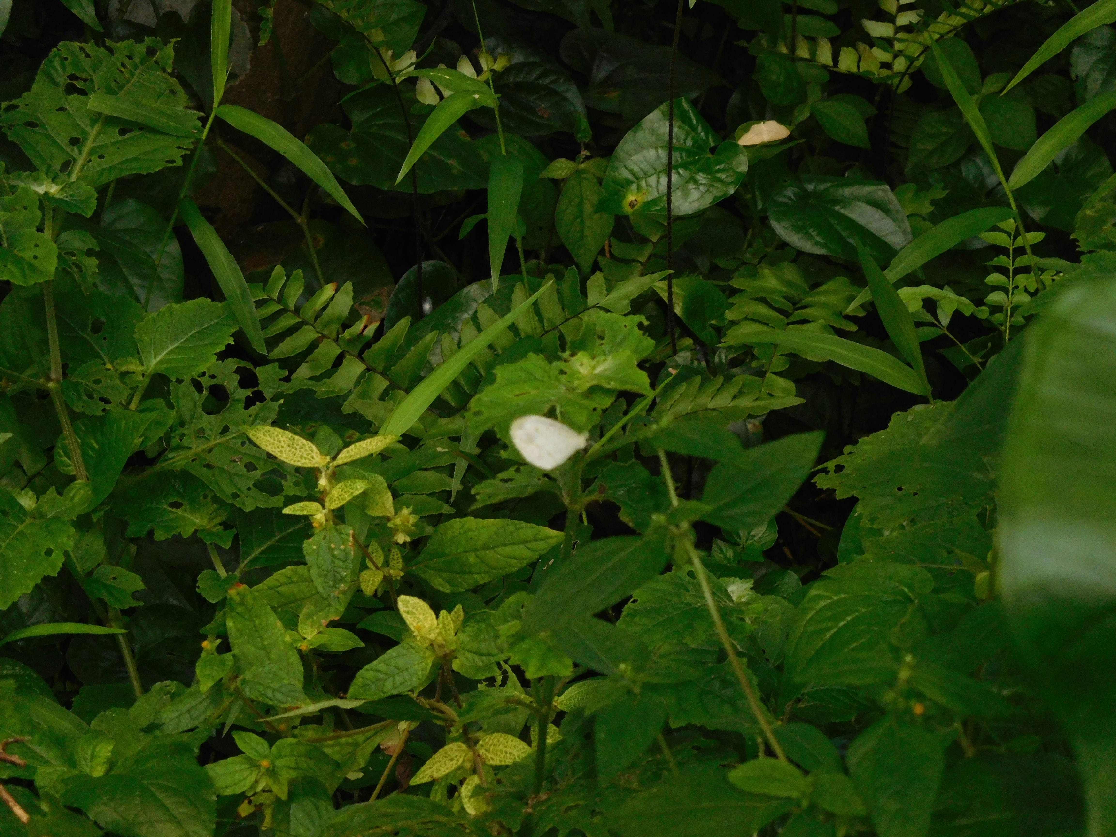 Green Canopy in Quiet Understory