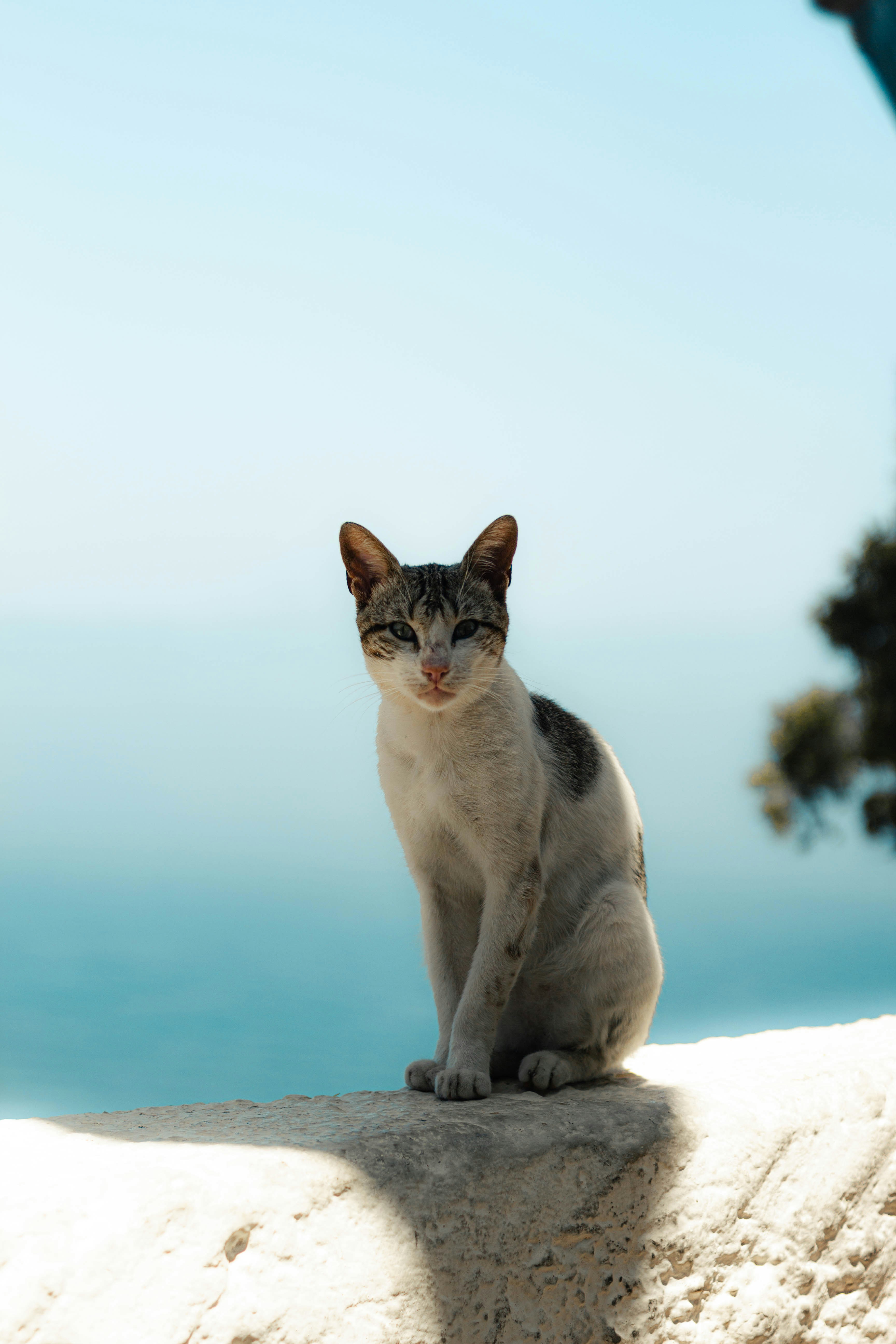 Sentry on the Sea Cliff: Calico Cat with Ocean Backdrop
