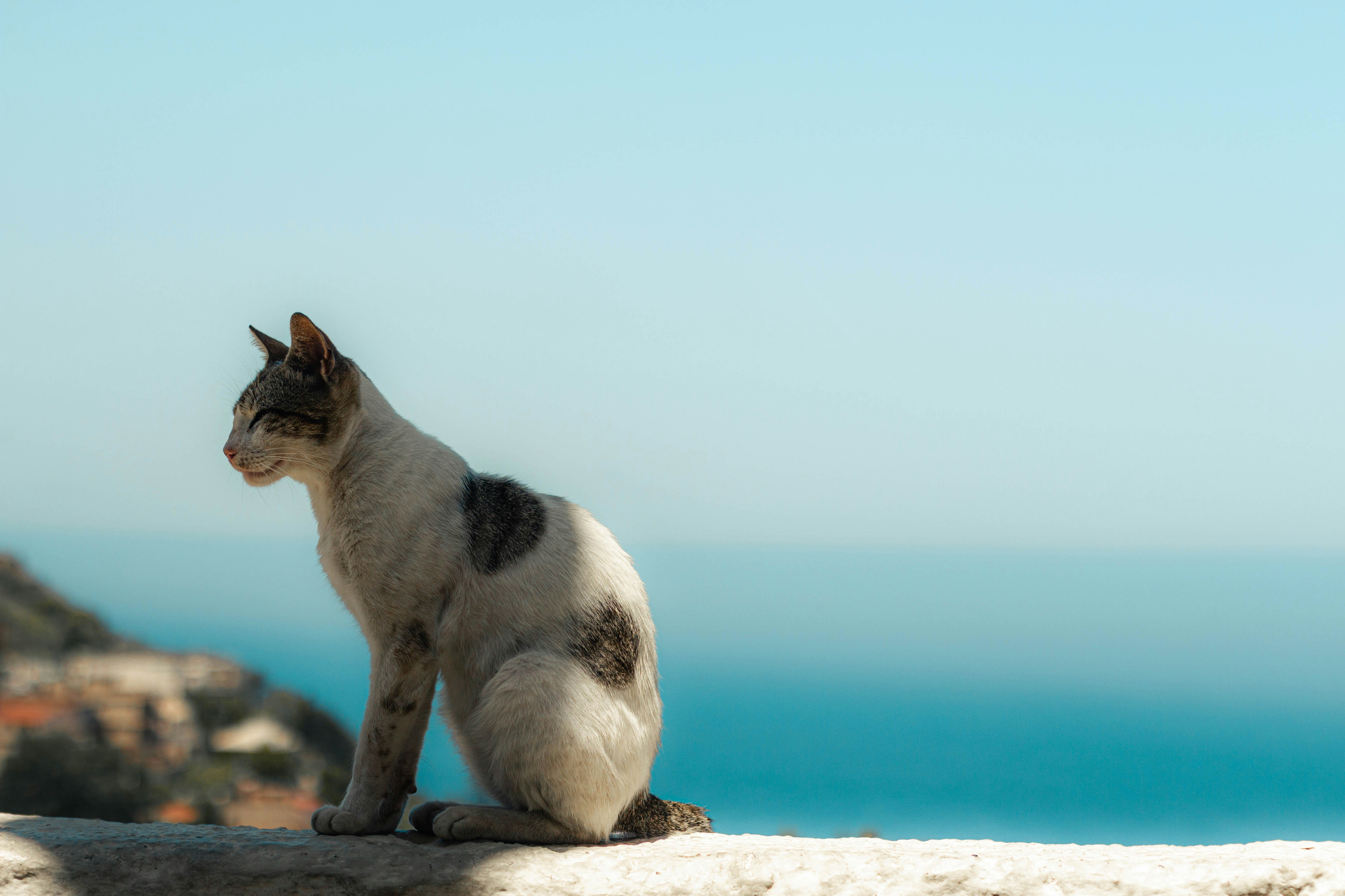 Coastal Cat in Quiet Sunlit Slab