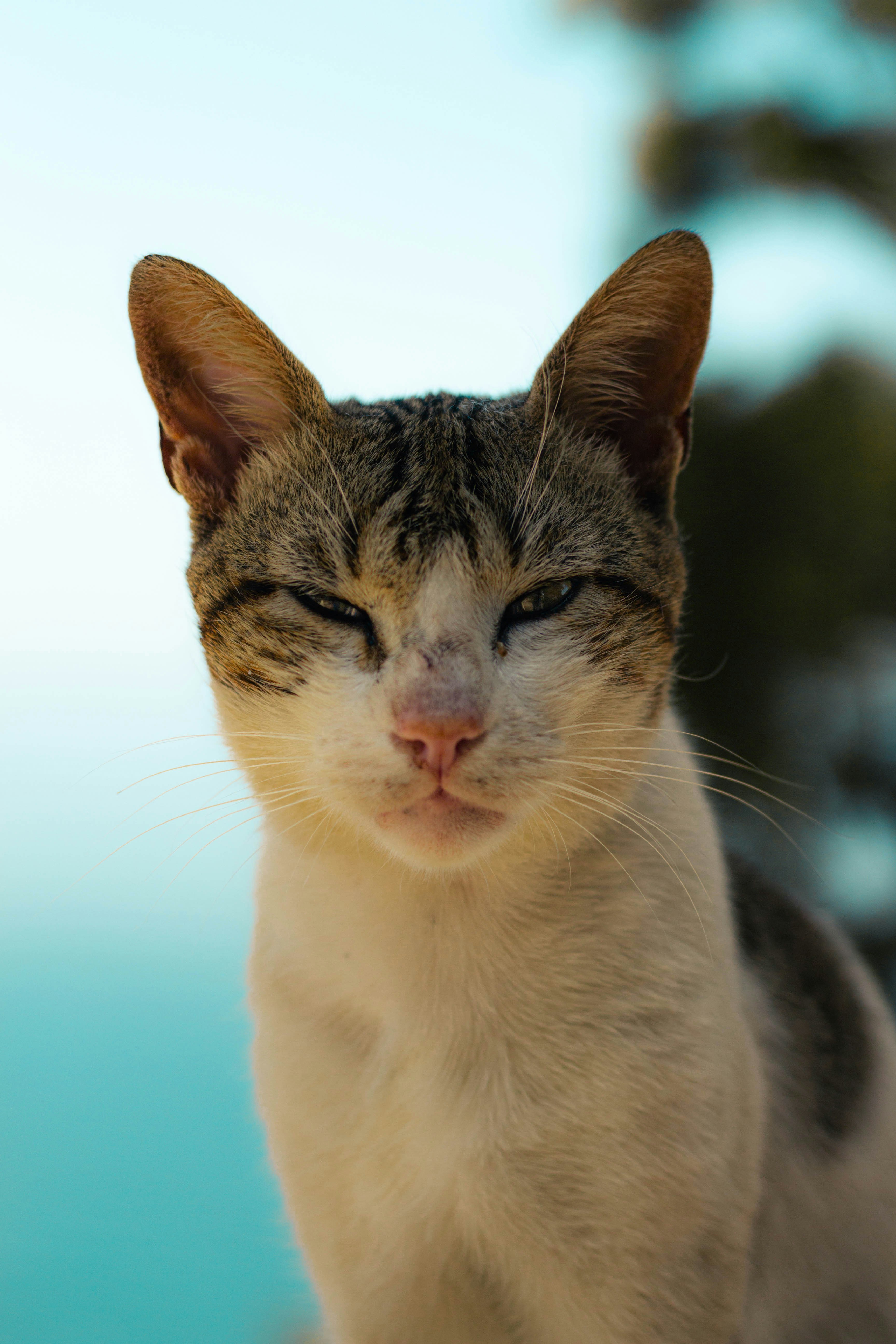 Close-up of a calm cat facing the camera with a blurred turquoise seascape background, highlighting facial features and soft fur textures. This is a naturalistic pet portrait.