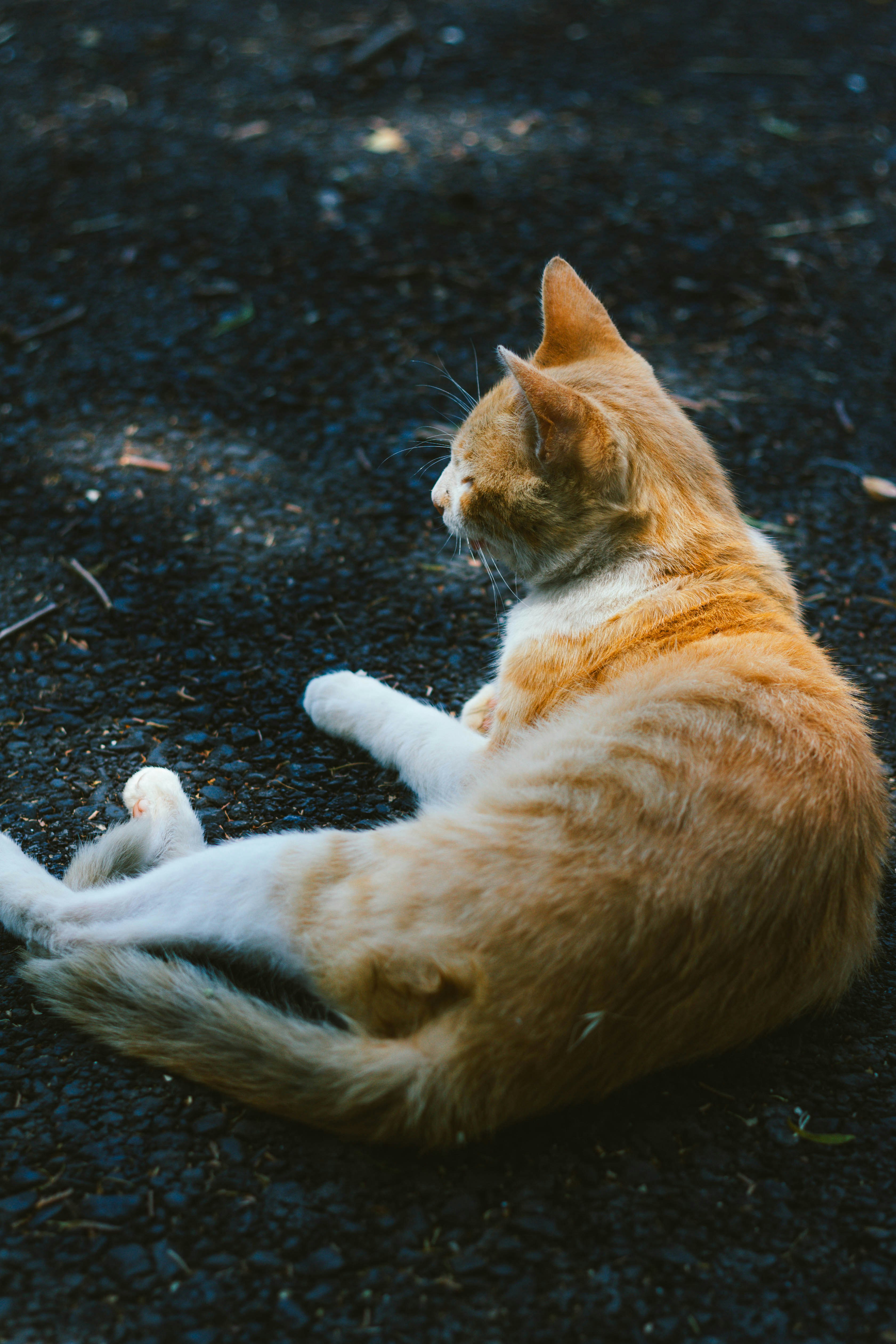 Golden Ambience: A Relaxed Cat Awakens the Asphalt