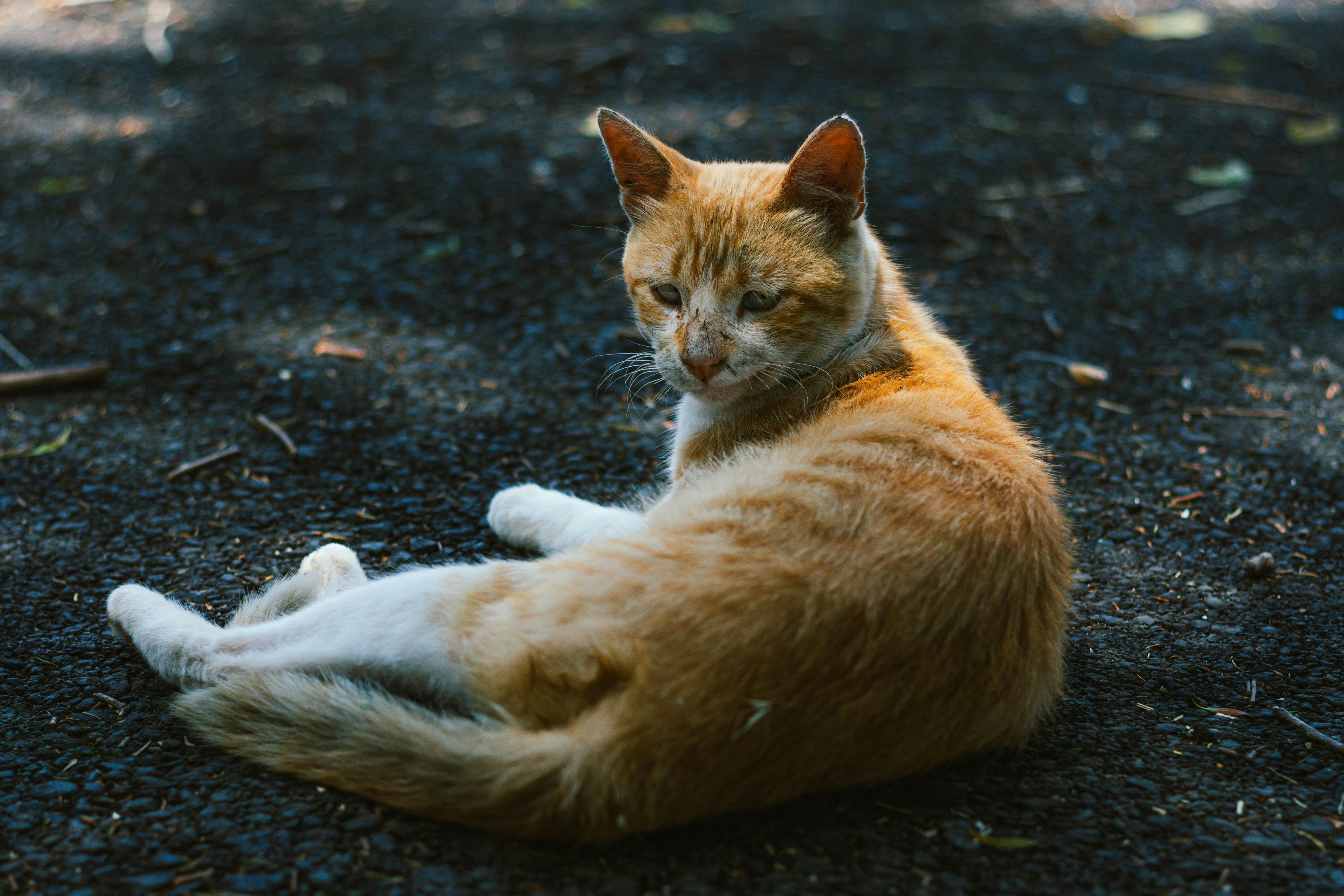 Sunlit Orange Cat Repose on Asphalt
