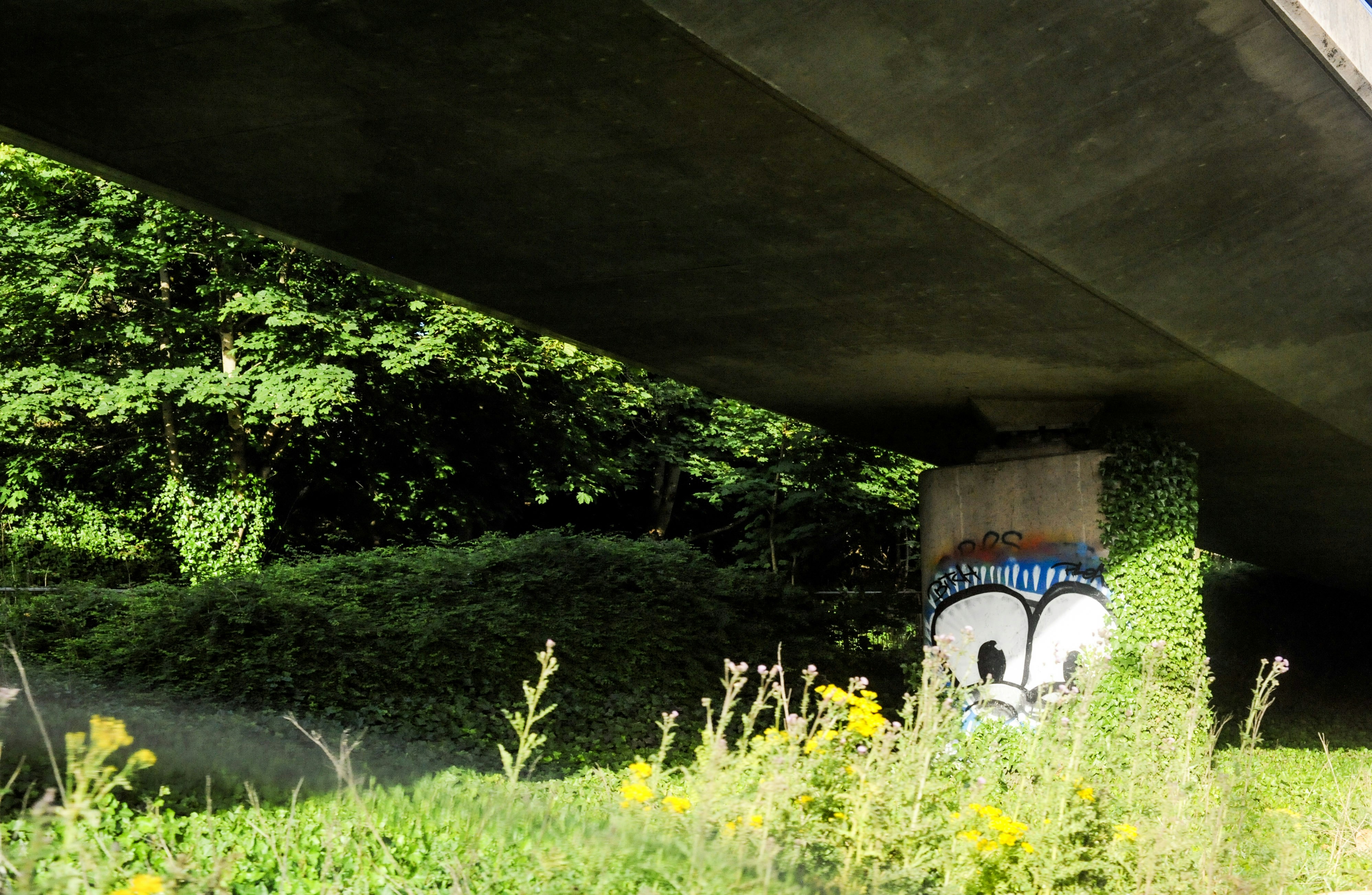 Concrete Echoes: Graffitied Pier under Sunshine and Greenery