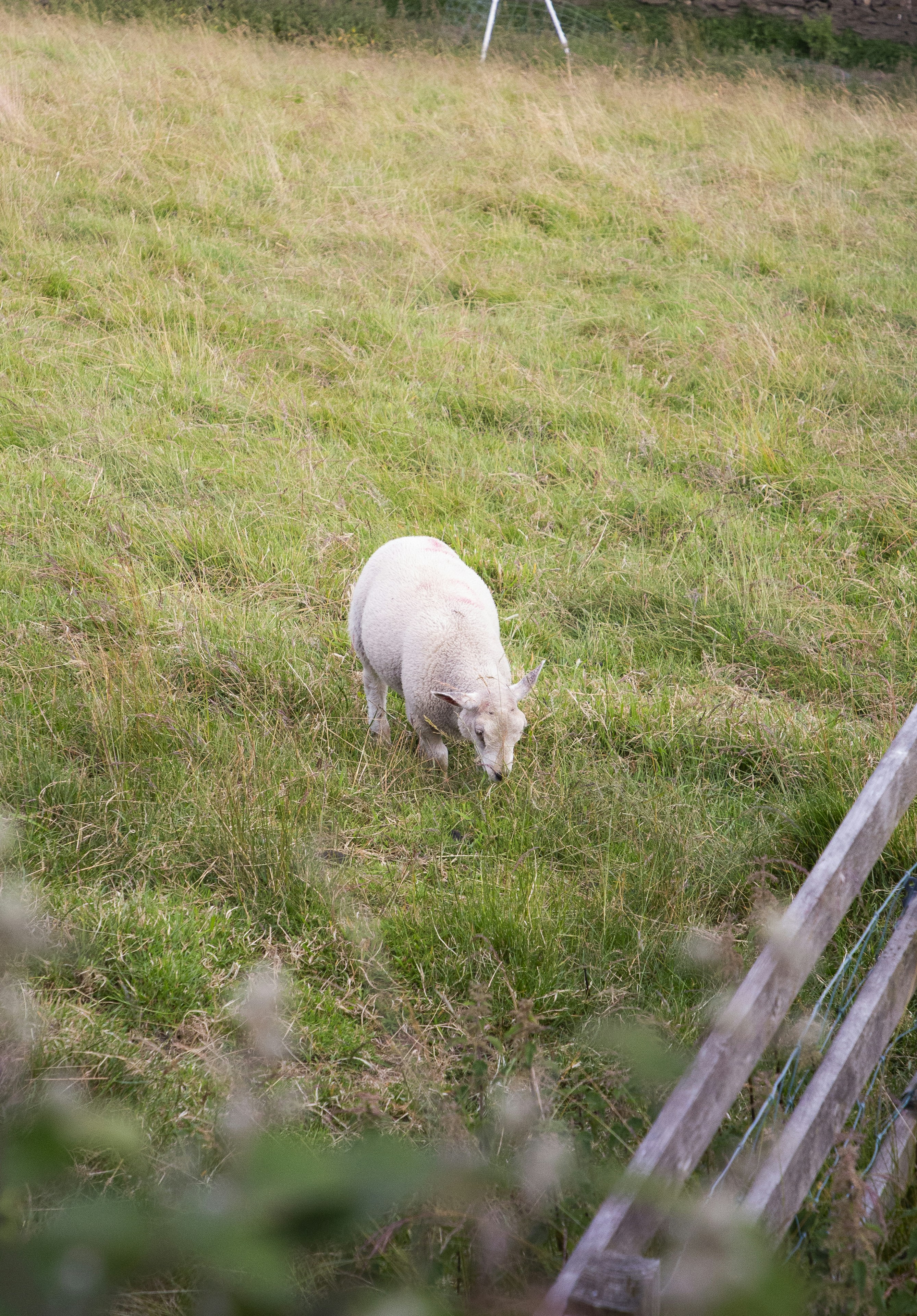 Pasture Wanderer: A Sheep in Soft Morning Light