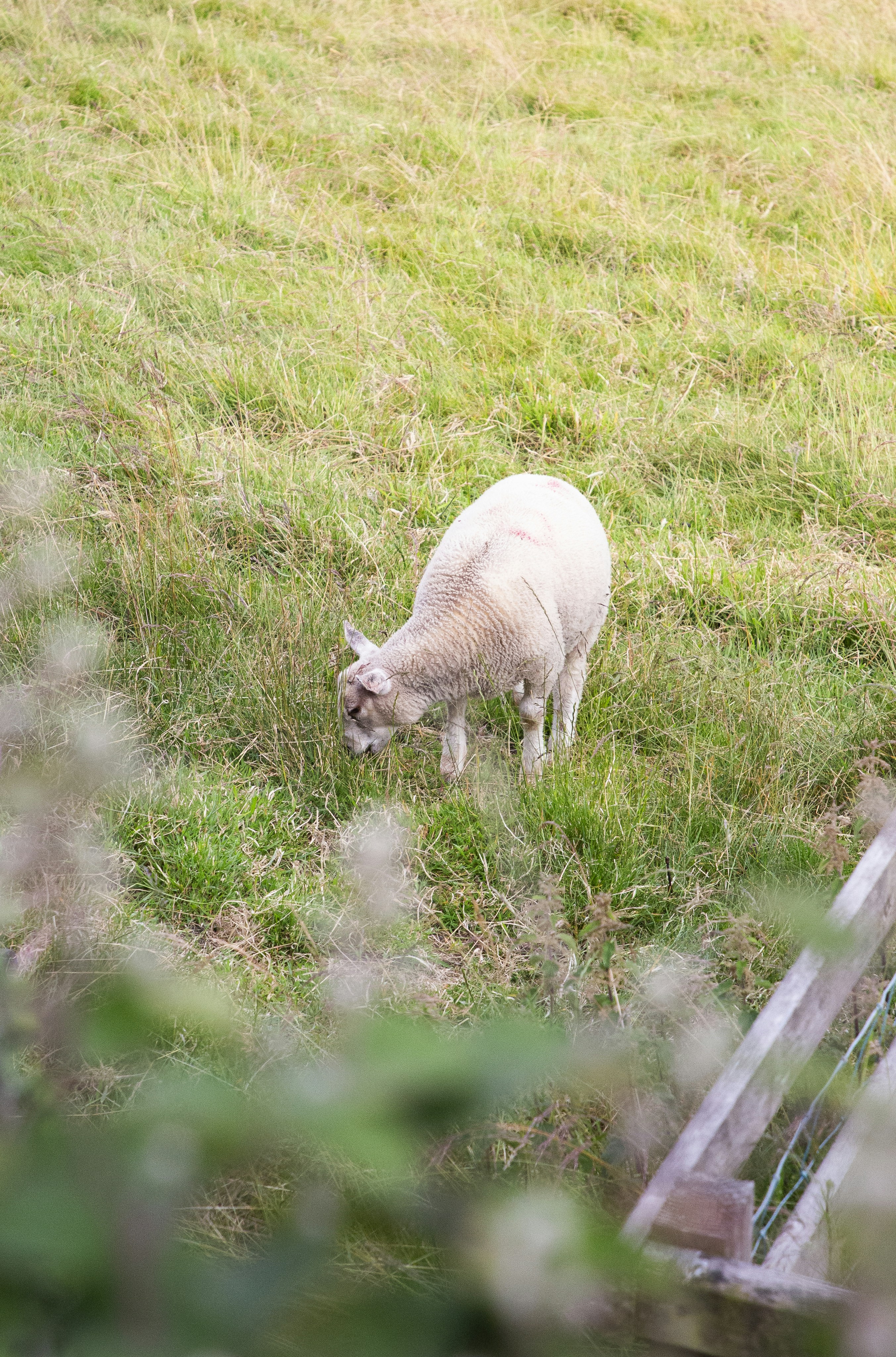 Lamb in the Meadow: Quiet Grazing Amid Spring Grass