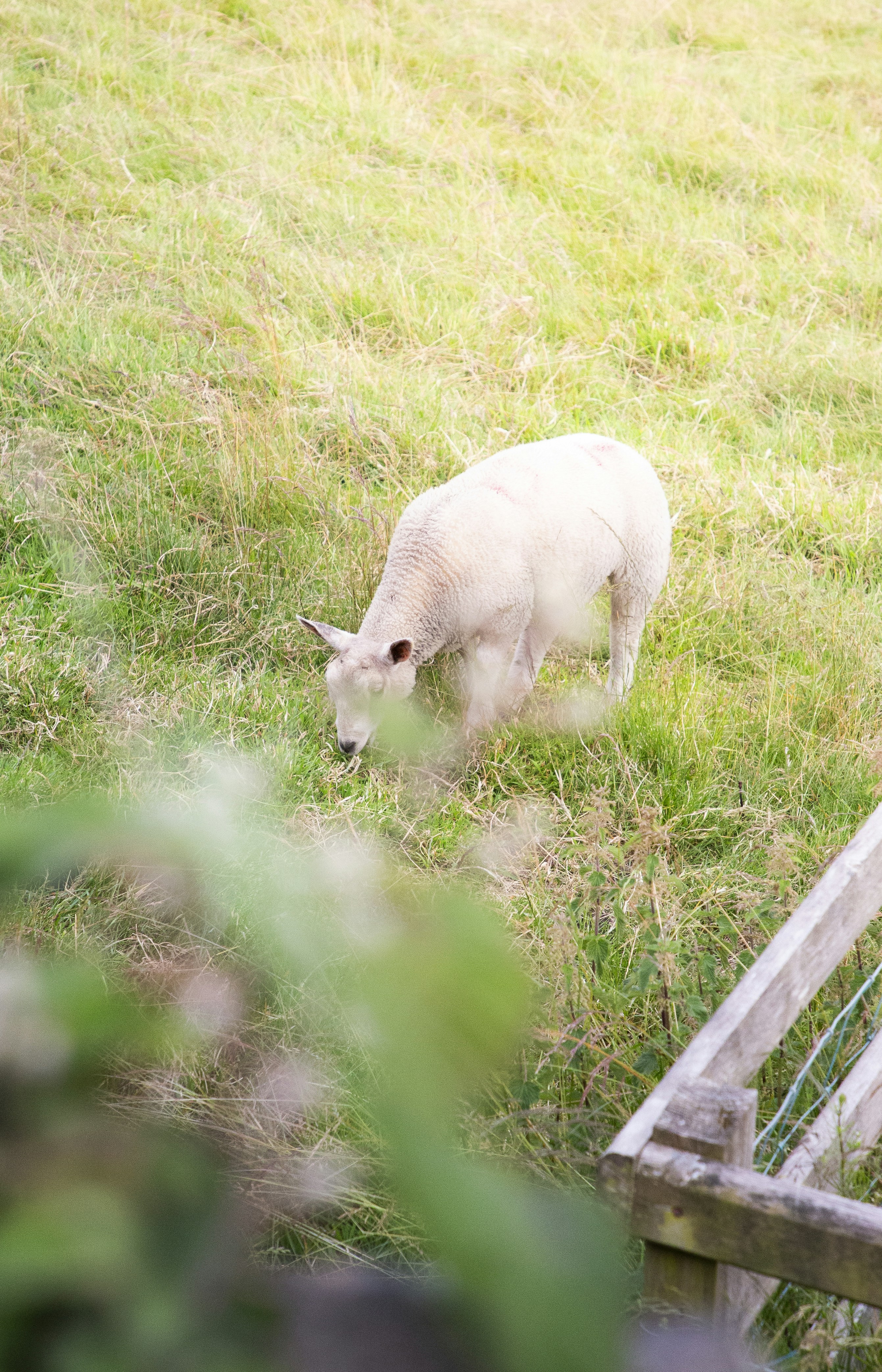 Pasture Visitor: A Sheep in Soft Focus Among Tall Grass