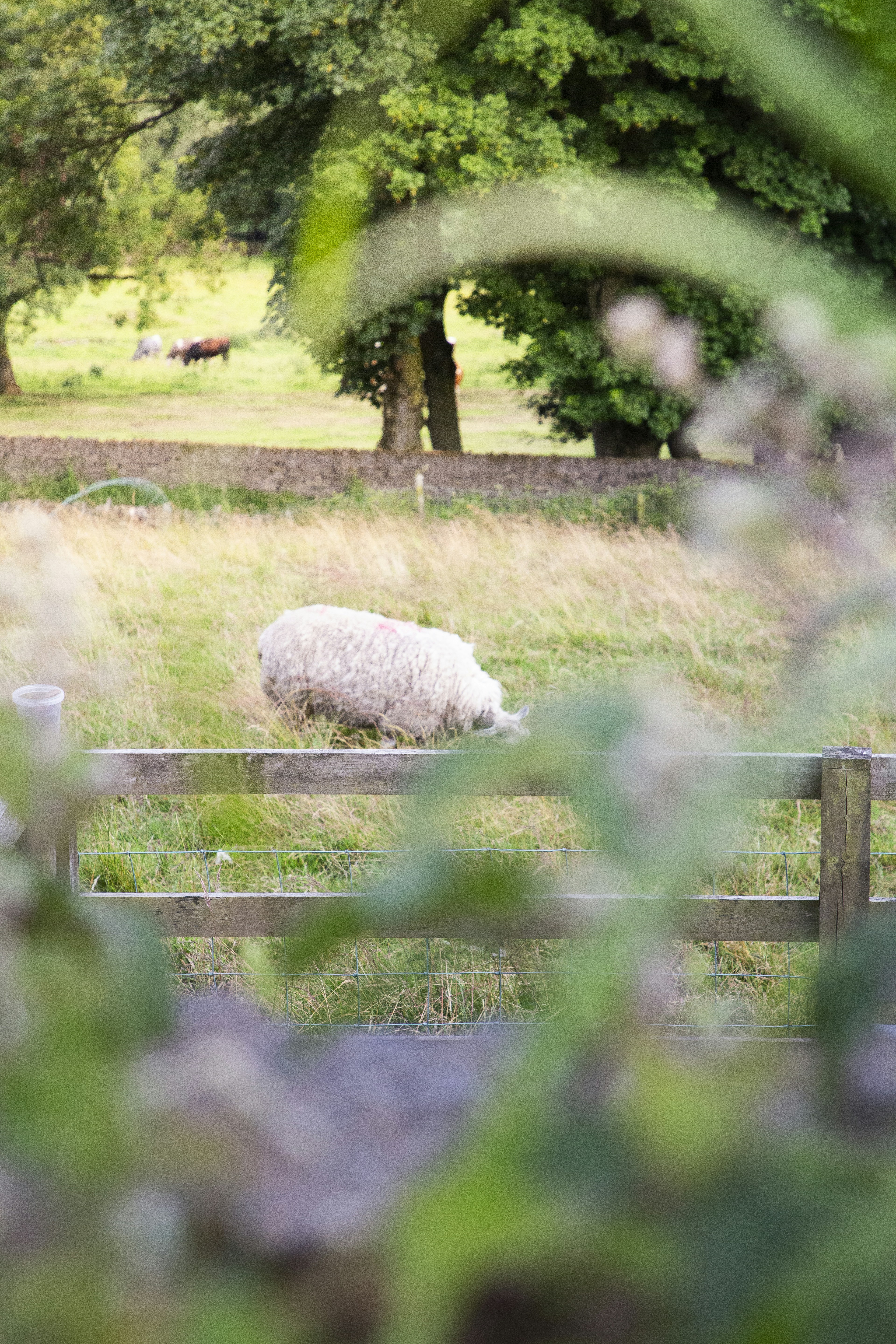 Pasture Quiet: A Sheep Grazing Beyond a Wooden Fence