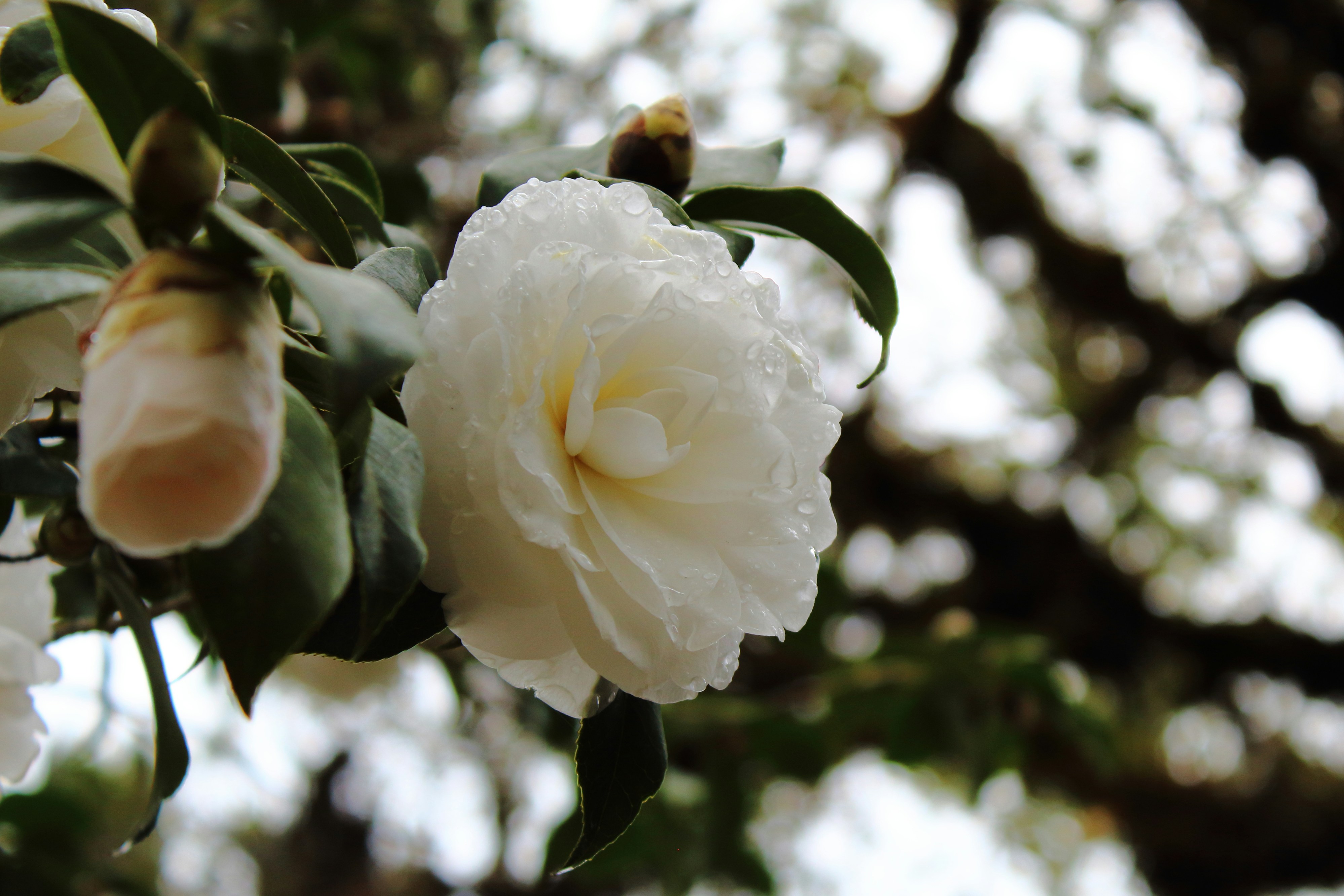 White Camellia in Soft Focus Bloom