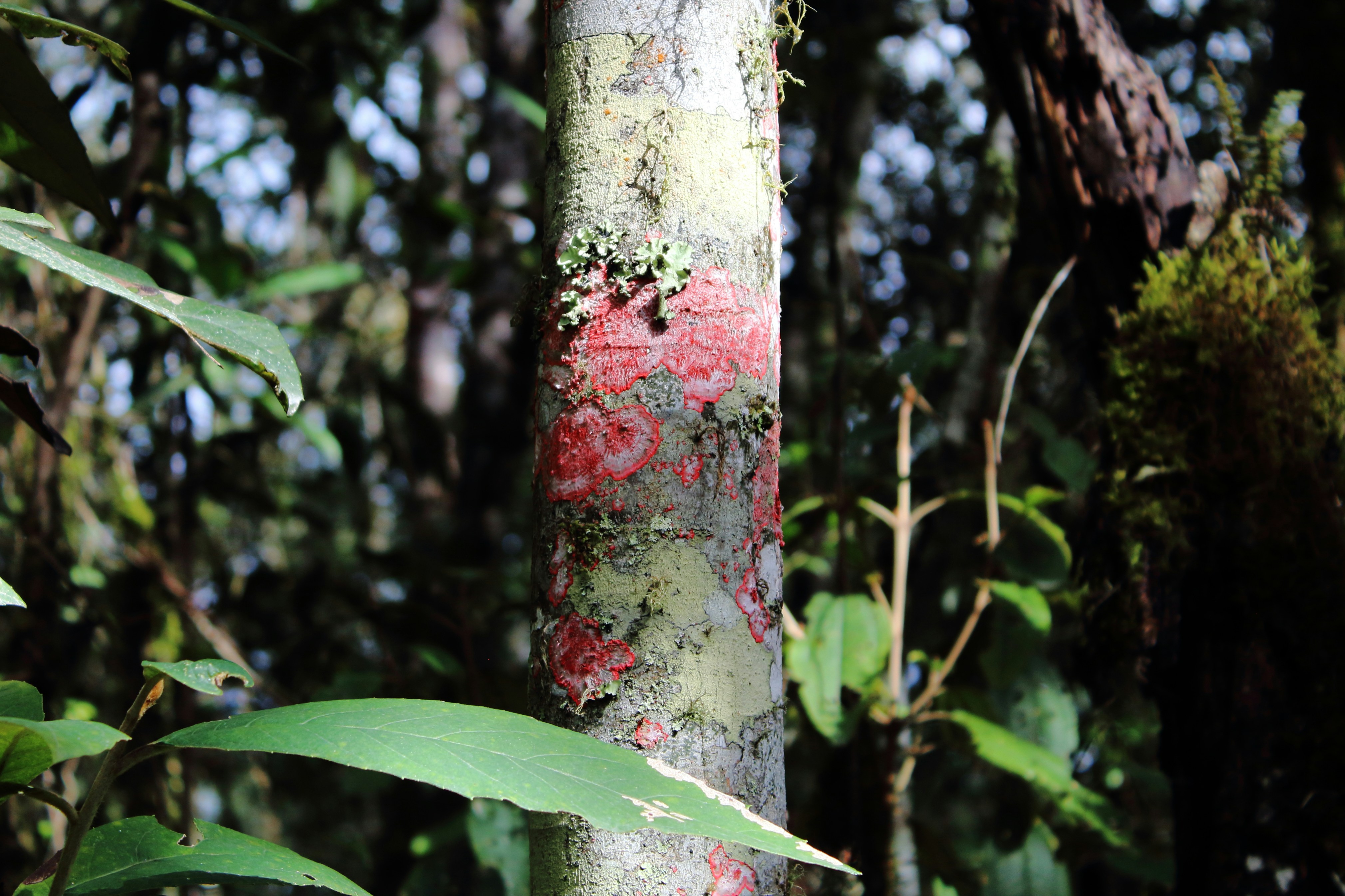 Lichen-streaked Tree Trunk: A Quiet Forest Close-Up