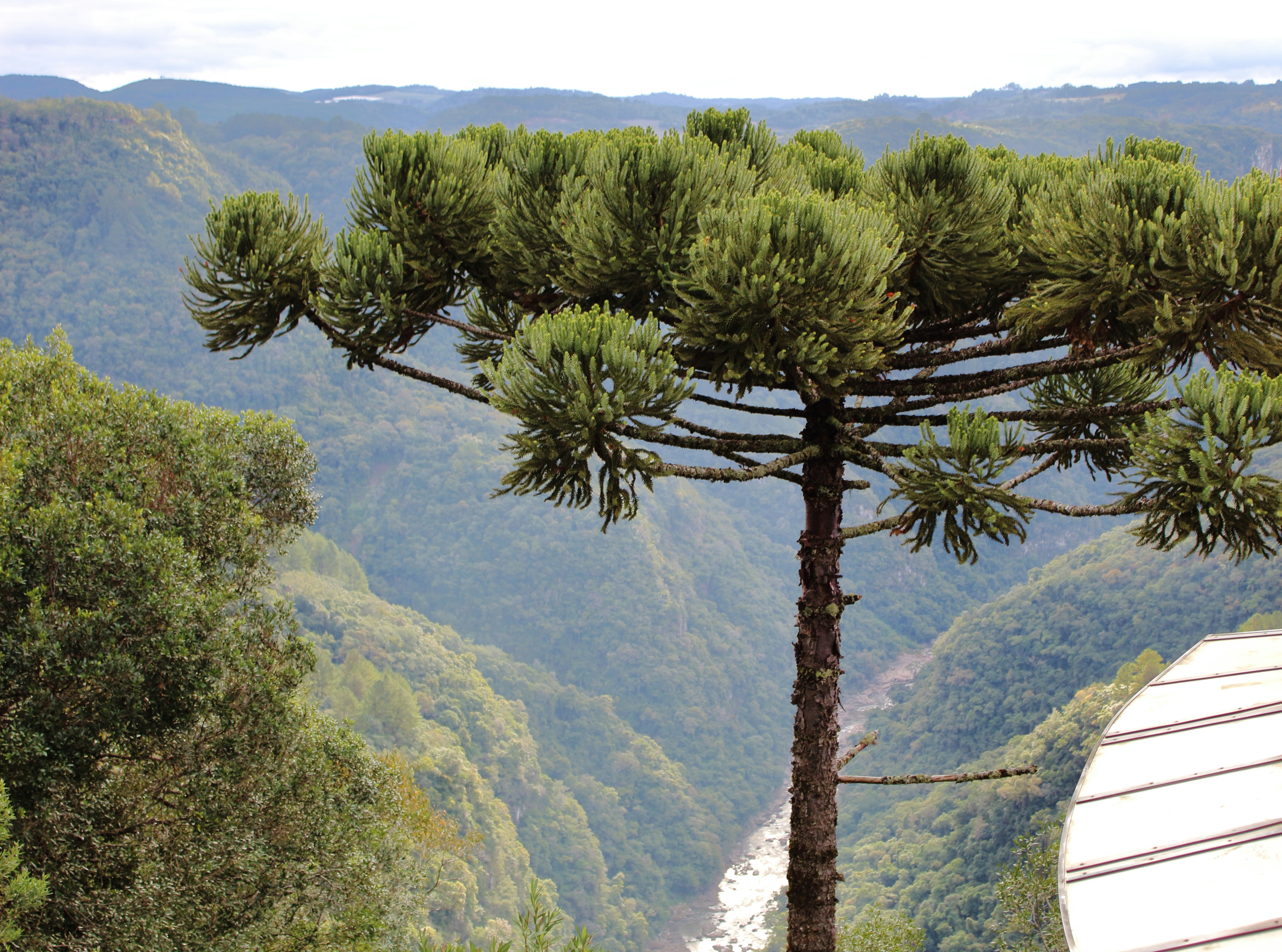 Lone Araucaria Sentinel Over a Verdant Gorge