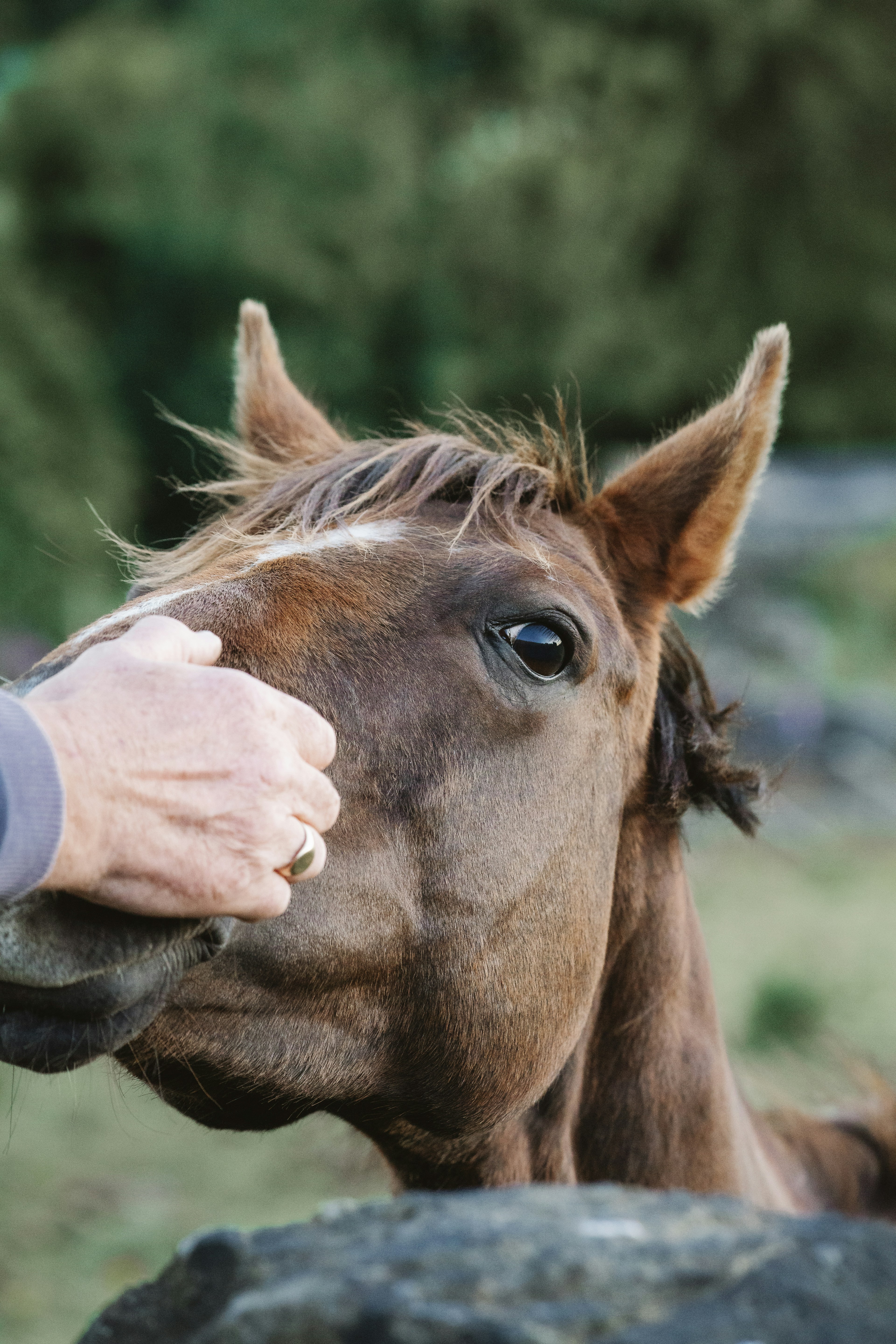 Close-up of a horse being gently held by a person’s hand, focusing on the animal’s eye and facial expression with a softly blurred background.